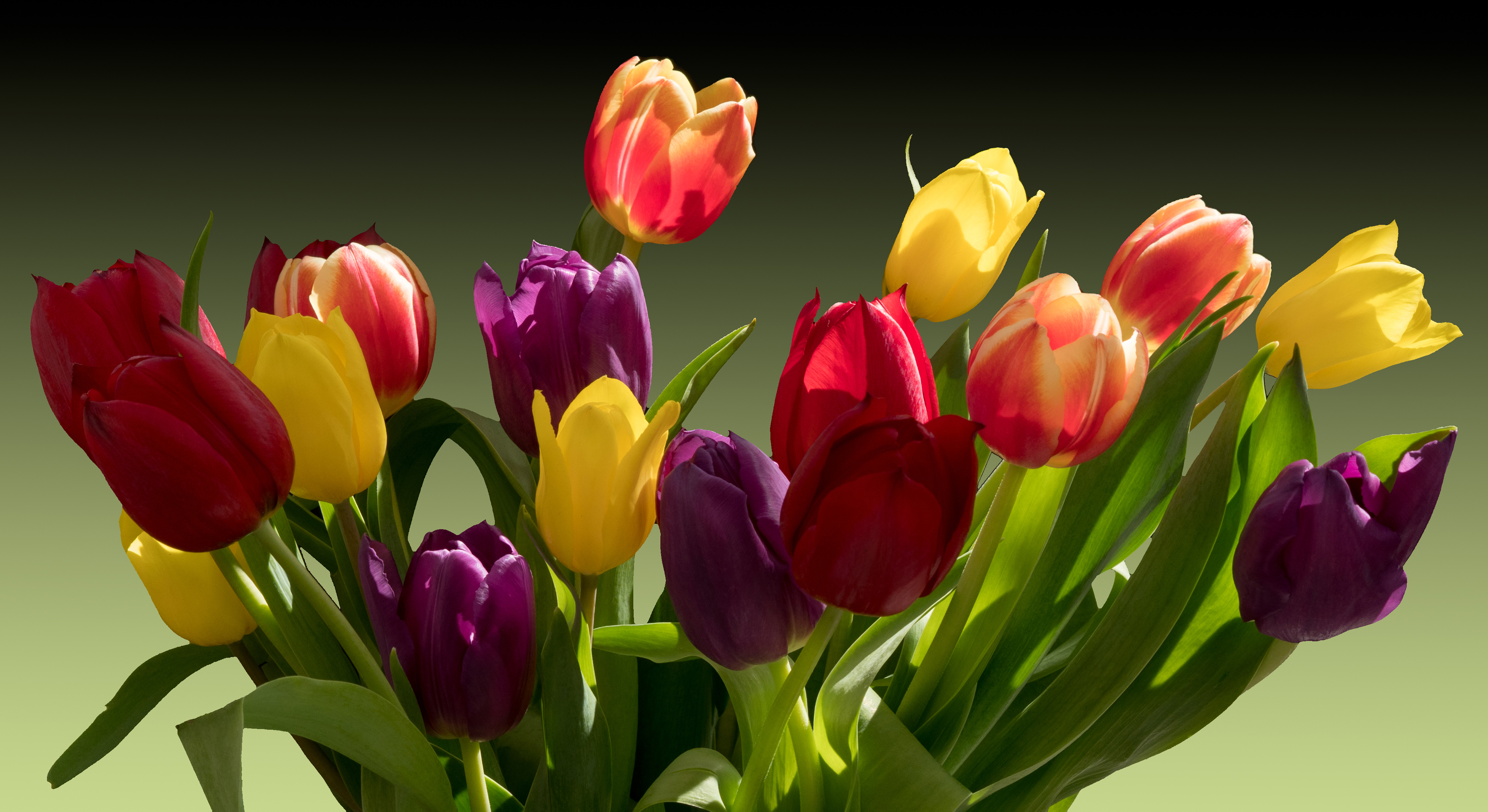 Download Colorful Colors Flower Nature Tulip 4k Ultra HD Wallpaper
