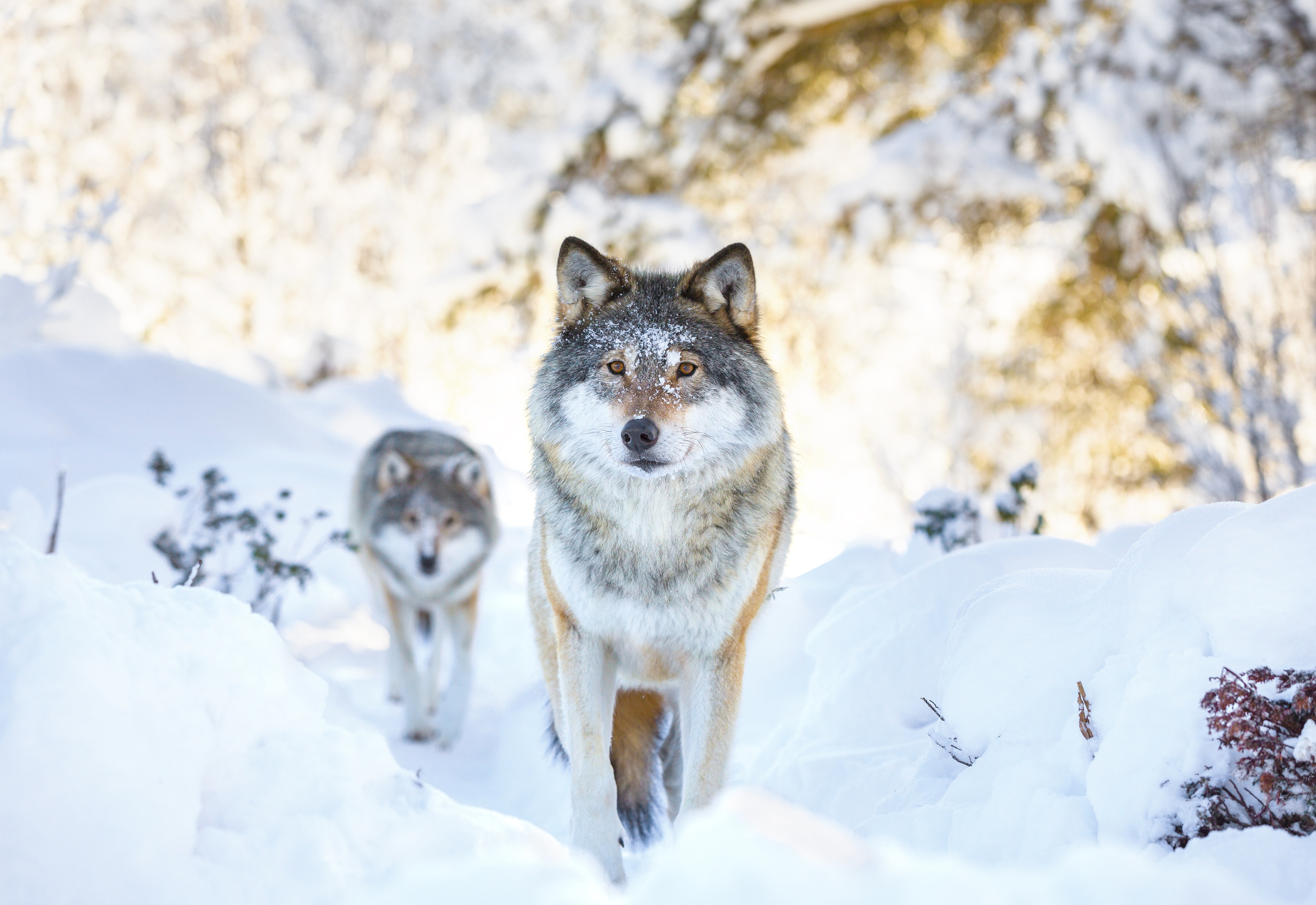 Download Snow Winter Animal Wolf HD Wallpaper