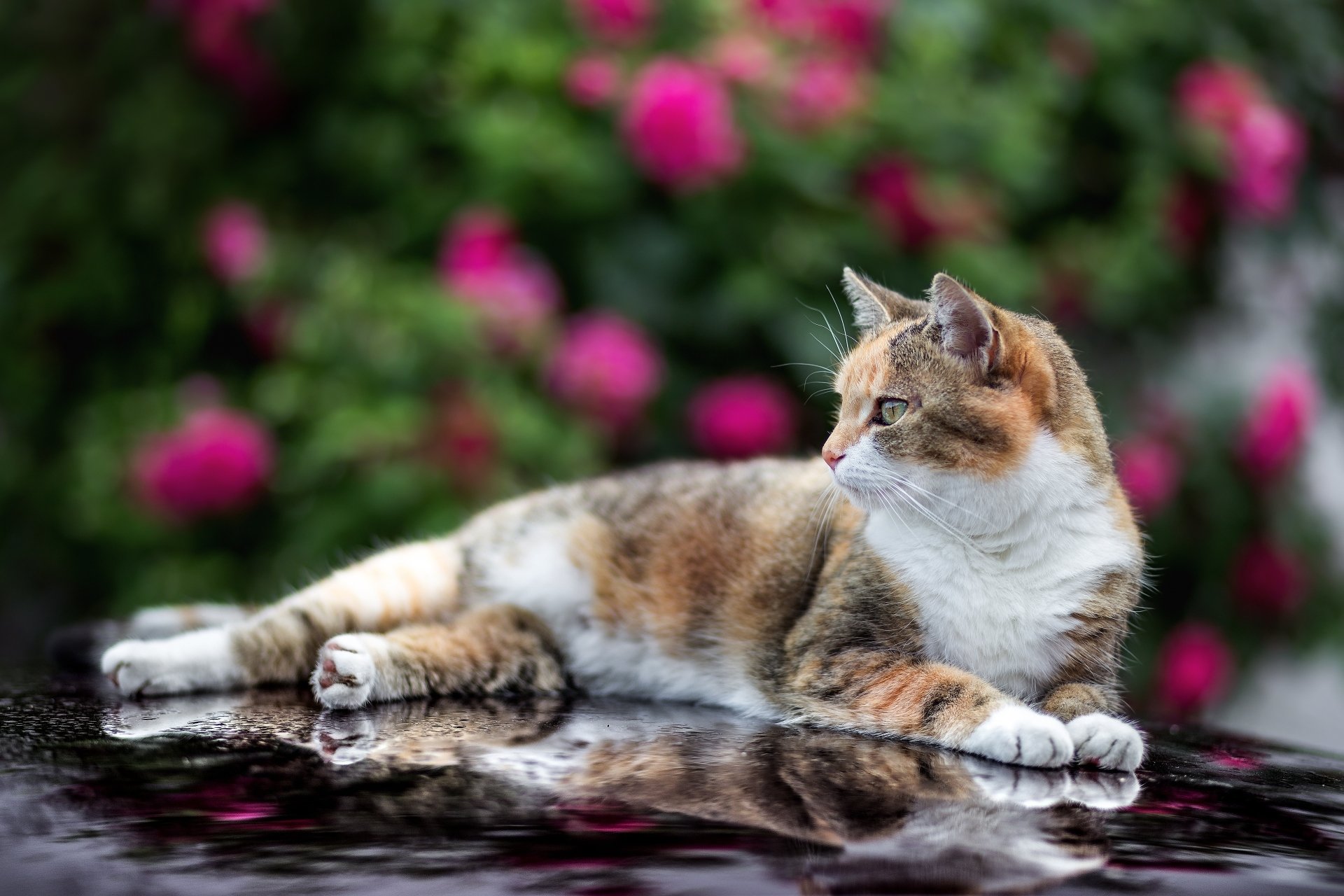 4K Ultra HD Cat Reflection: Serene Feline in Blooming Garden ...