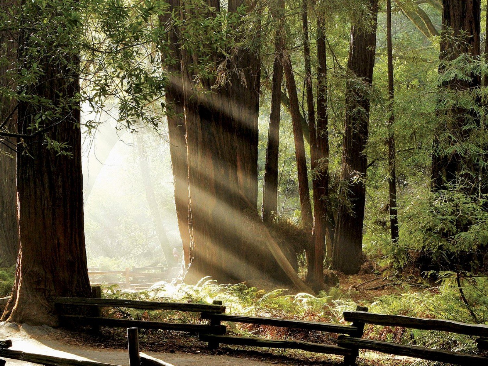 Serene Forest Rays: HD Nature Landscape Wallpaper | 1600x1200 ...