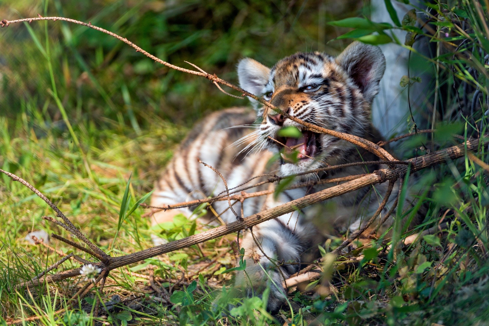 4K Ultra HD Baby Tiger Cub — Playful Jungle Animal Wallpaper ...