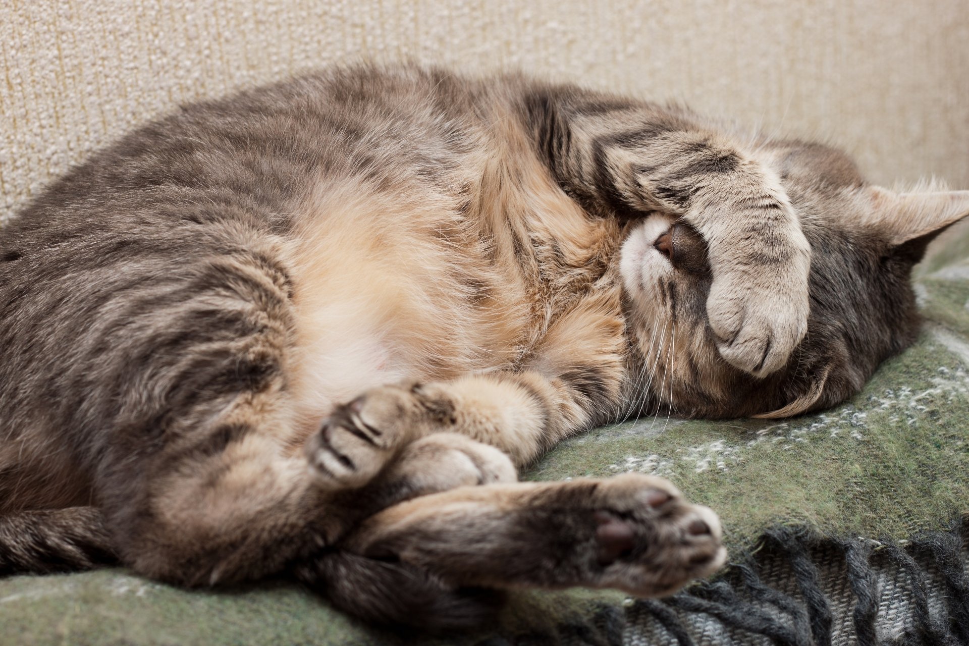 Cozy Cat Dreams: 4K Ultra HD Sleeping Feline Wallpaper | 4752x3168 ...
