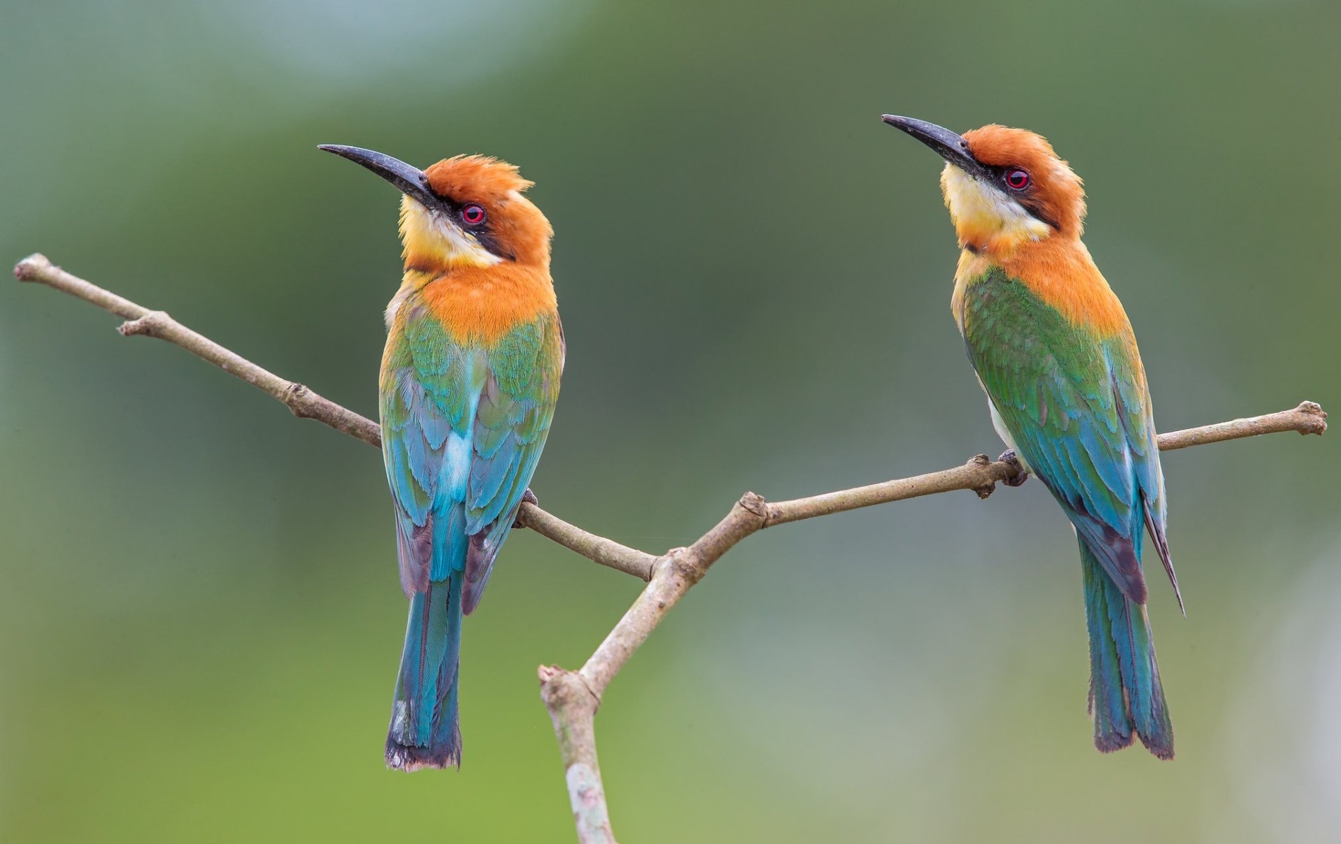 Download Bird Animal Bee-eater HD Wallpaper