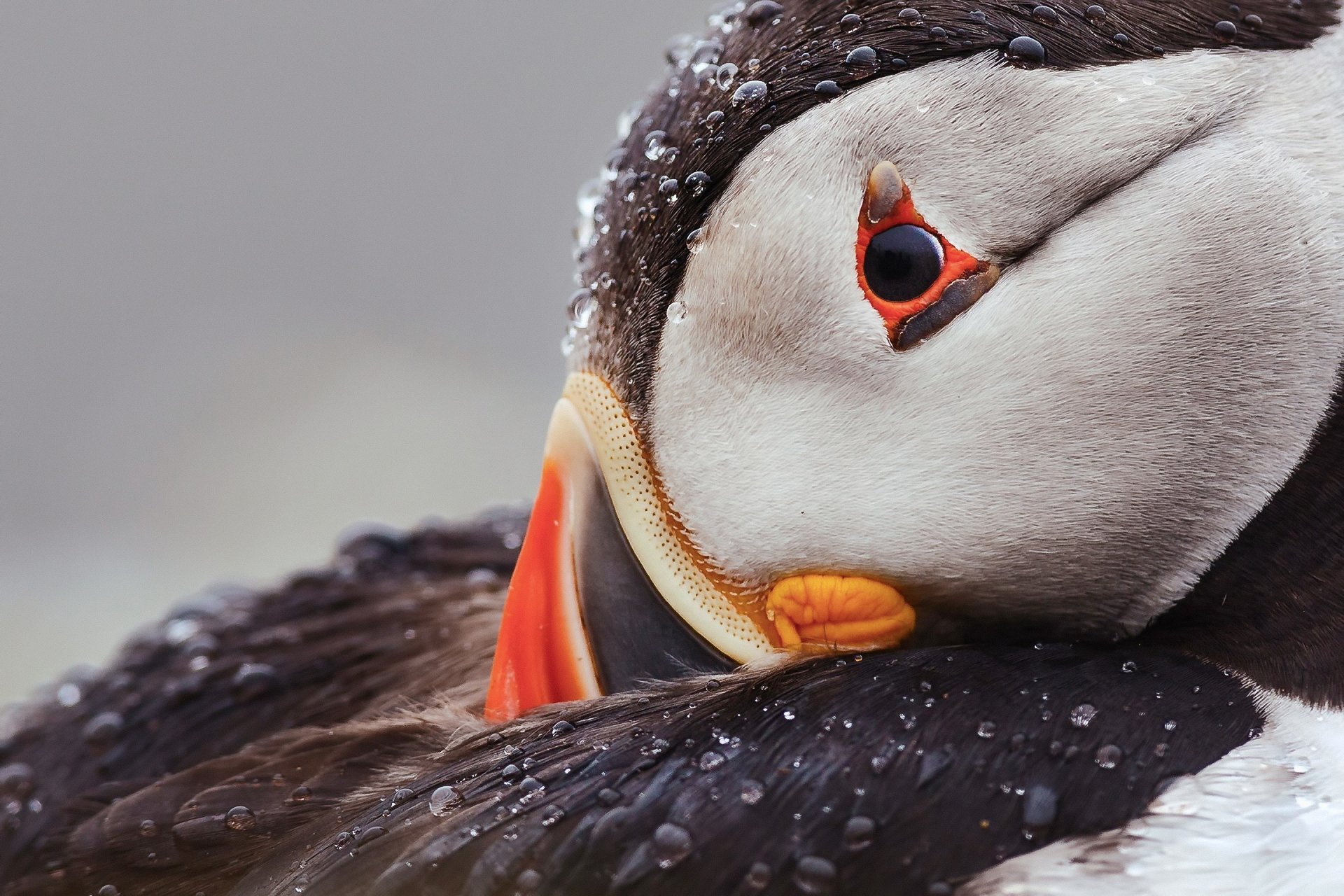 Download Bird Animal Puffin HD Wallpaper