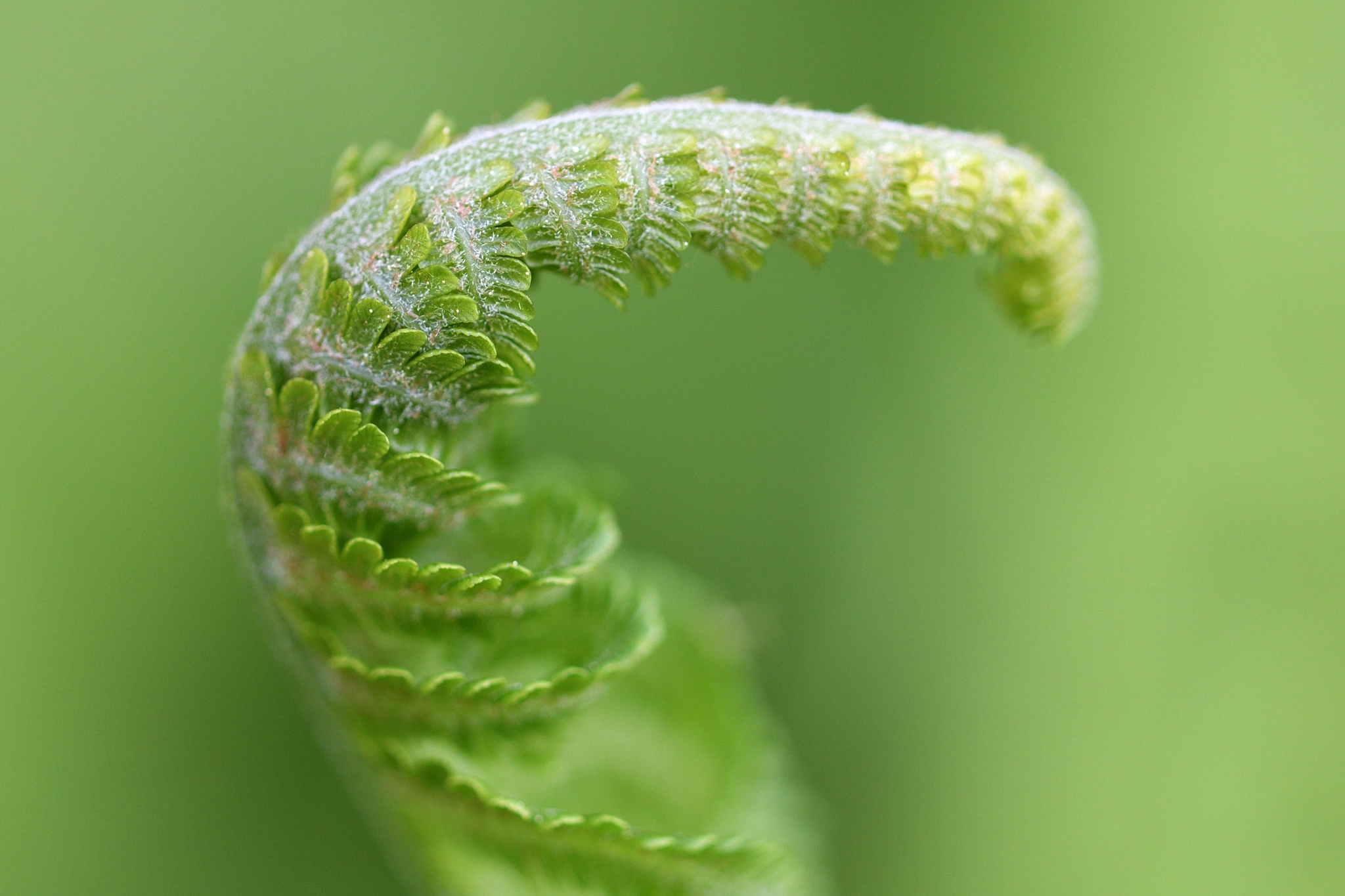 Download Nature Macro Greenery Fern HD Wallpaper