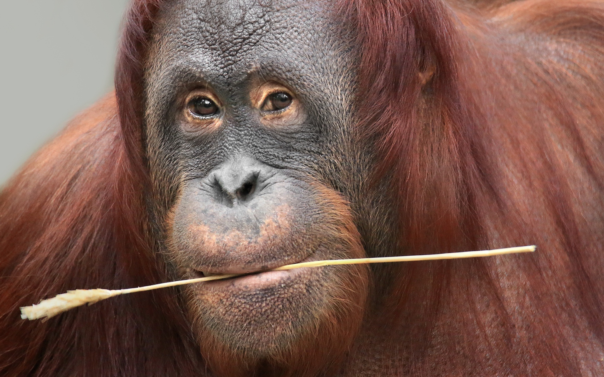 Orangutan Full Hd Wallpapers