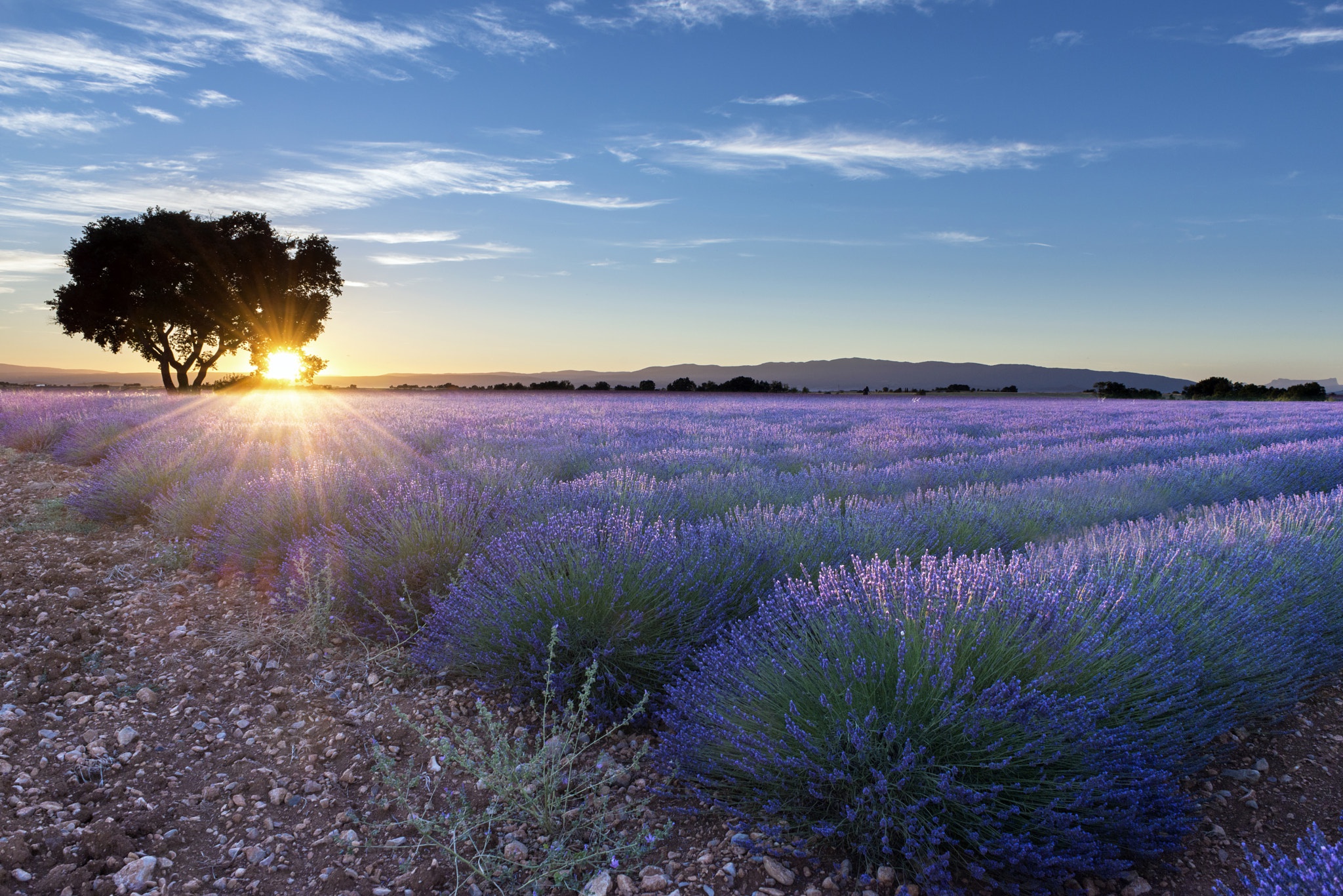 Download Tree Flower Sunset Landscape Field Nature Lavender HD Wallpaper