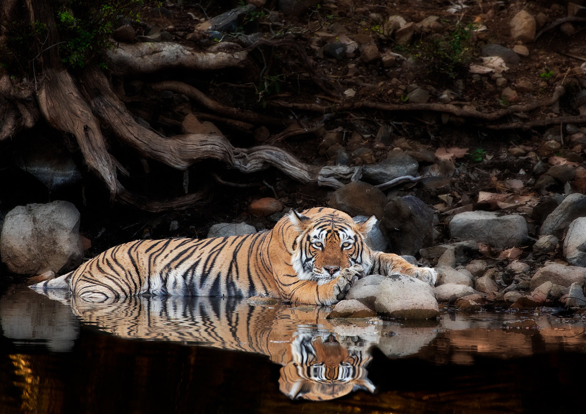 Download Reflection Animal Tiger HD Wallpaper