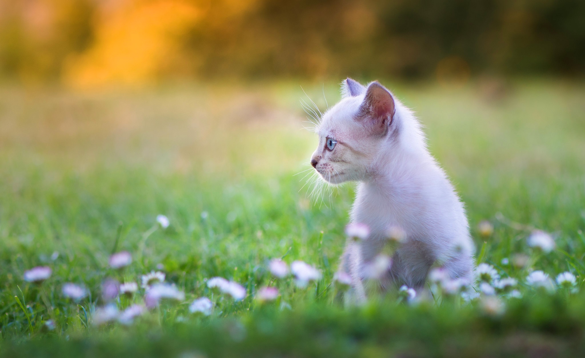 Adorable Kitten Exploring a Flower-Filled Meadow - HD Baby Animal Wallpaper
