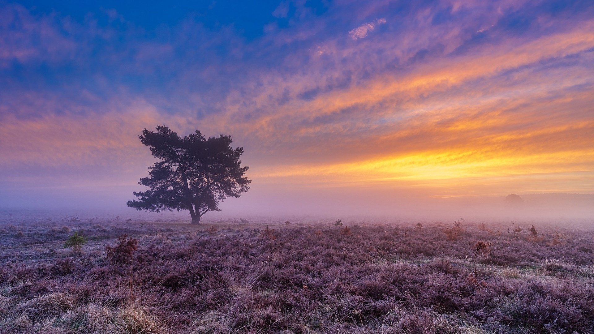 Lone Tree Wallpaper Background