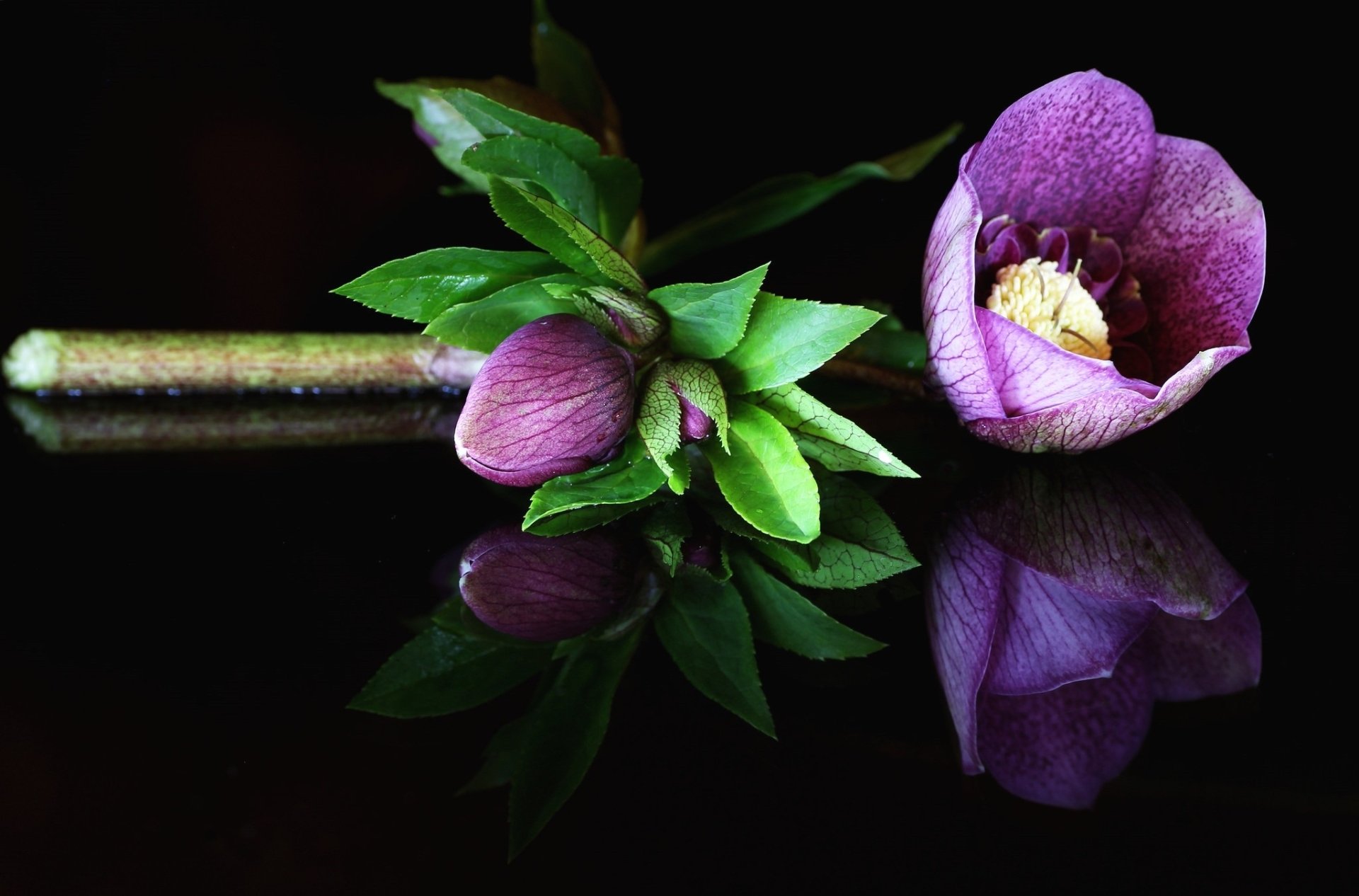 Hellebore Elegance: Stunning HD Nature Wallpaper Blooming in Perfect Detail