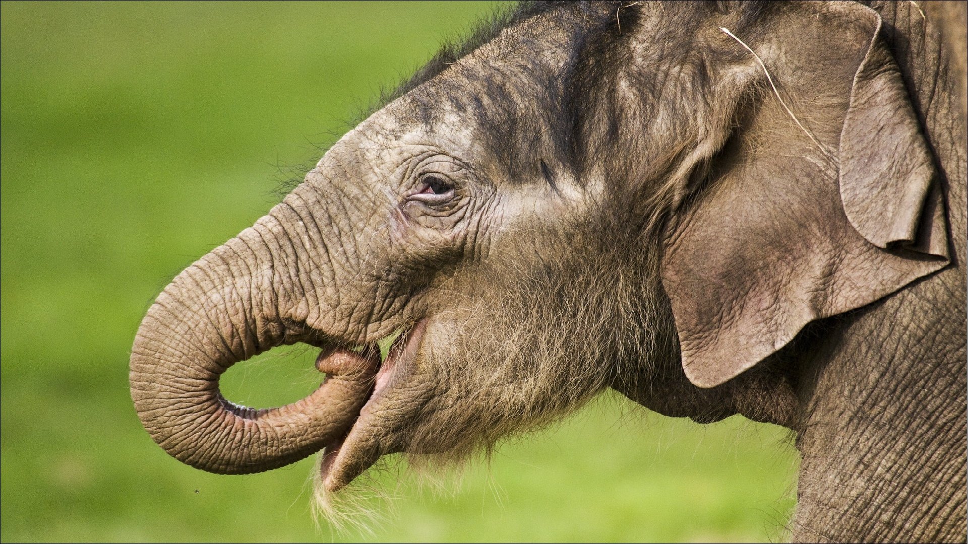 Download Animal Asian Elephant HD Wallpaper | 1920x1080 | Wallpaper Abyss