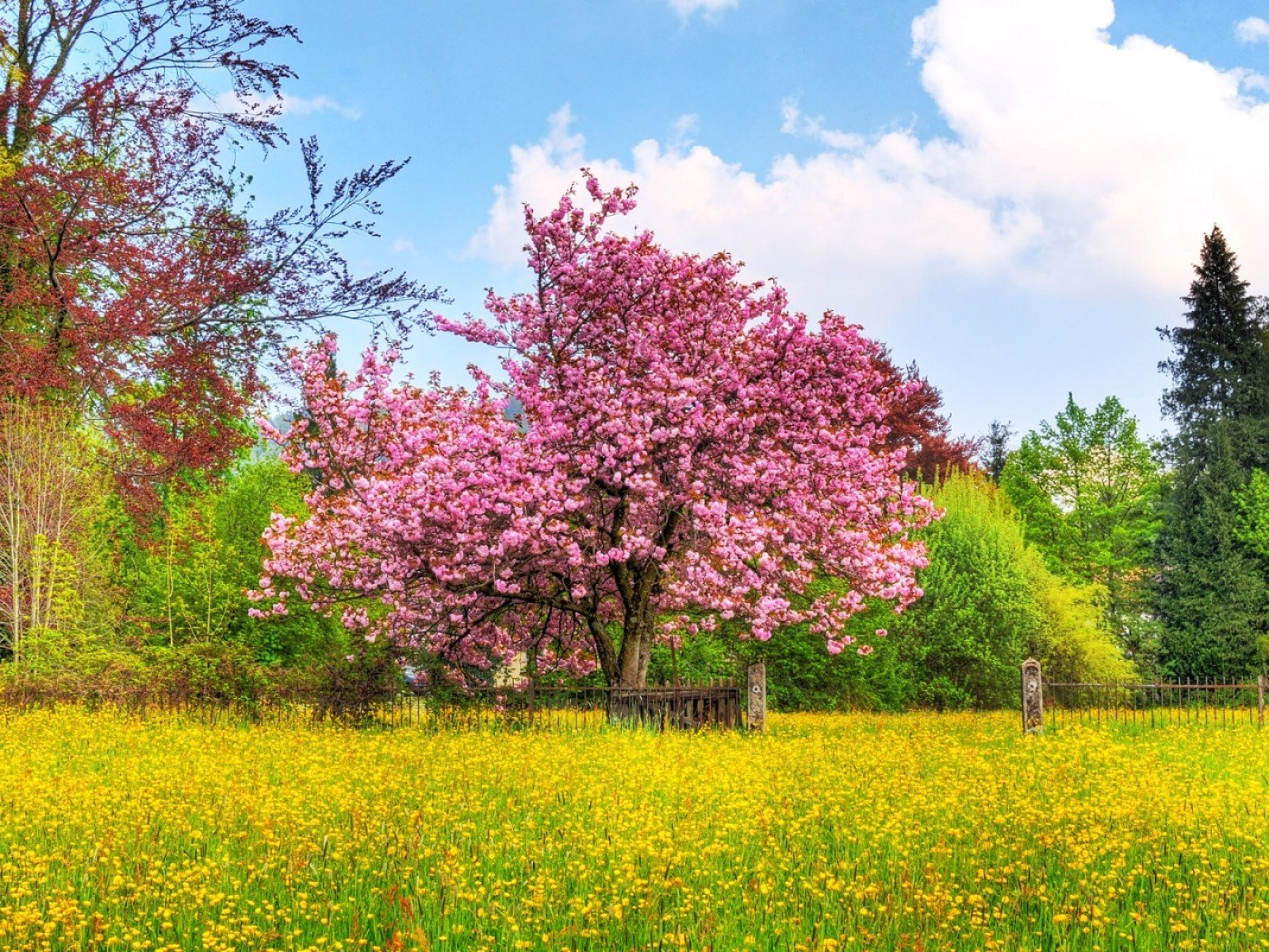 Vibrant Spring Blossom: Stunning HD Nature & Tree Wallpaper