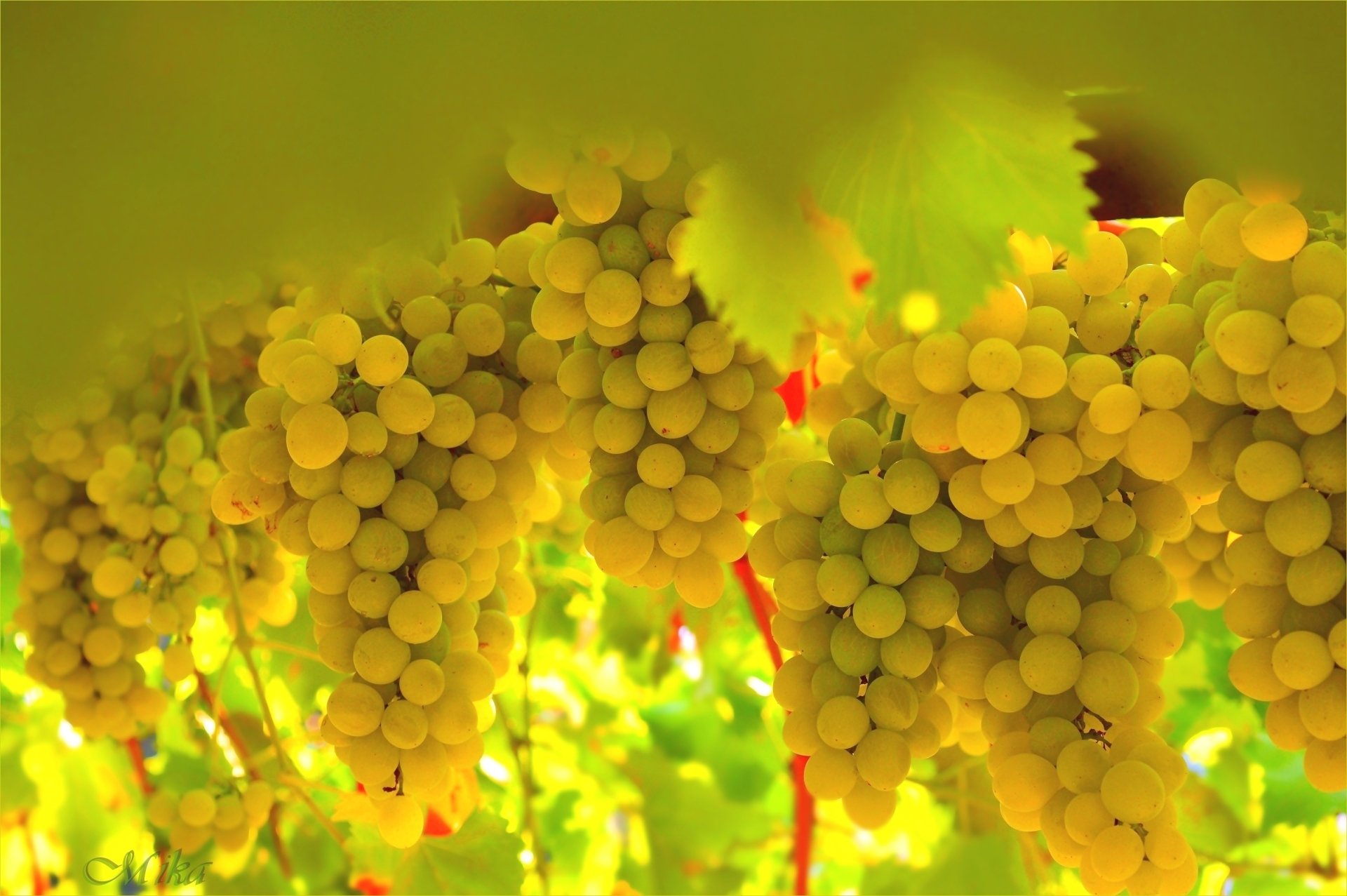 Download Fruit Food Grapes HD Wallpaper