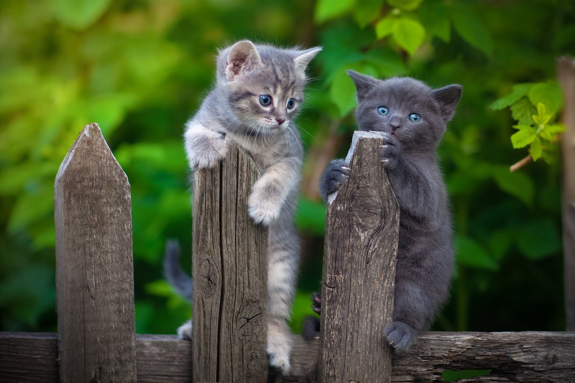 Charming Kittens on Rustic Fence – HD Baby Cat Wallpaper Delight ...