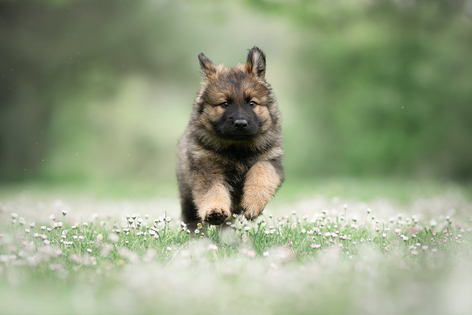 Download Depth Of Field Puppy Baby Animal Dog Animal German Shepherd HD ...