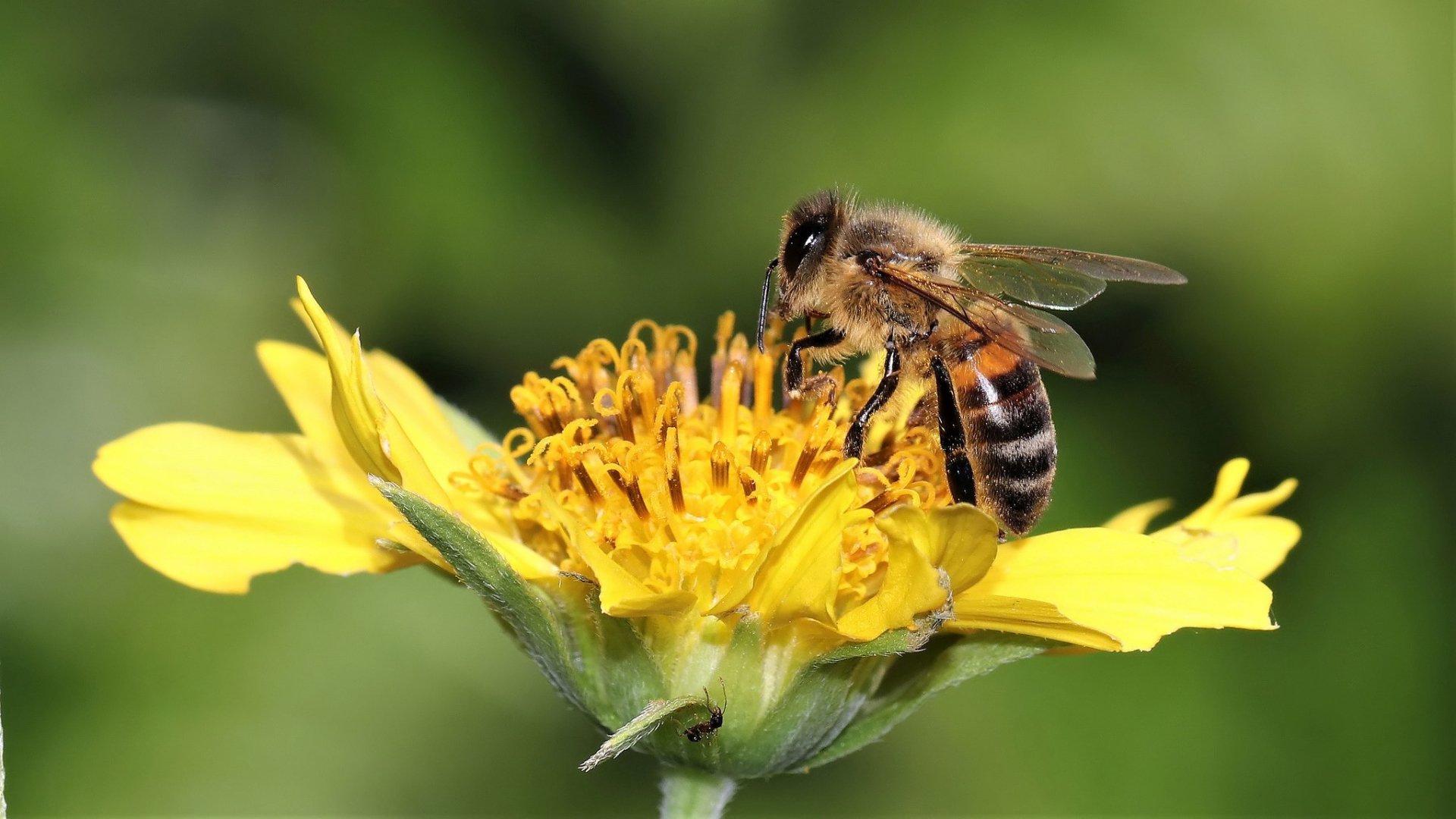 Download Animal Bee HD Wallpaper