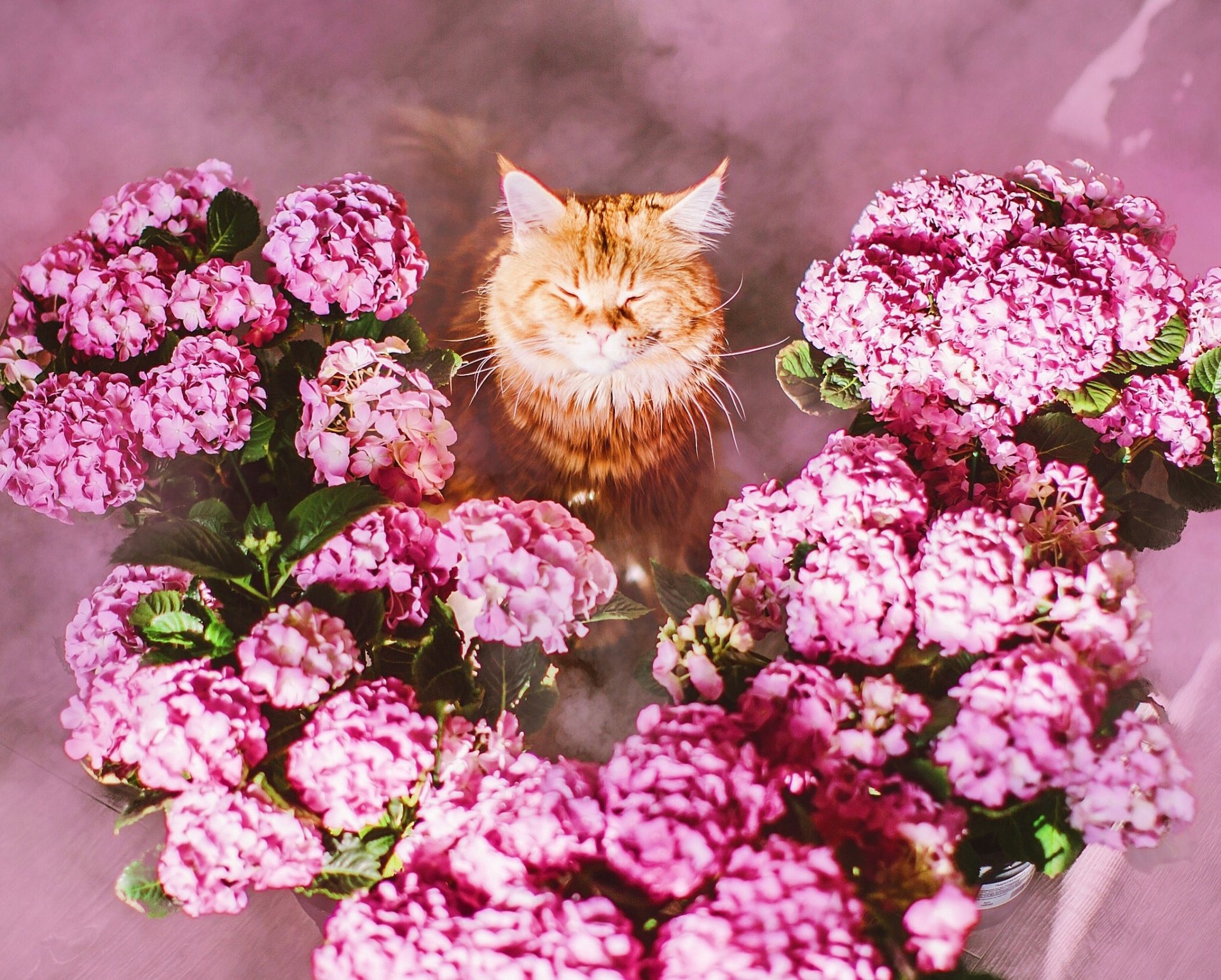 Download Hydrangea Pink Flower Flower Animal Cat HD Wallpaper ...