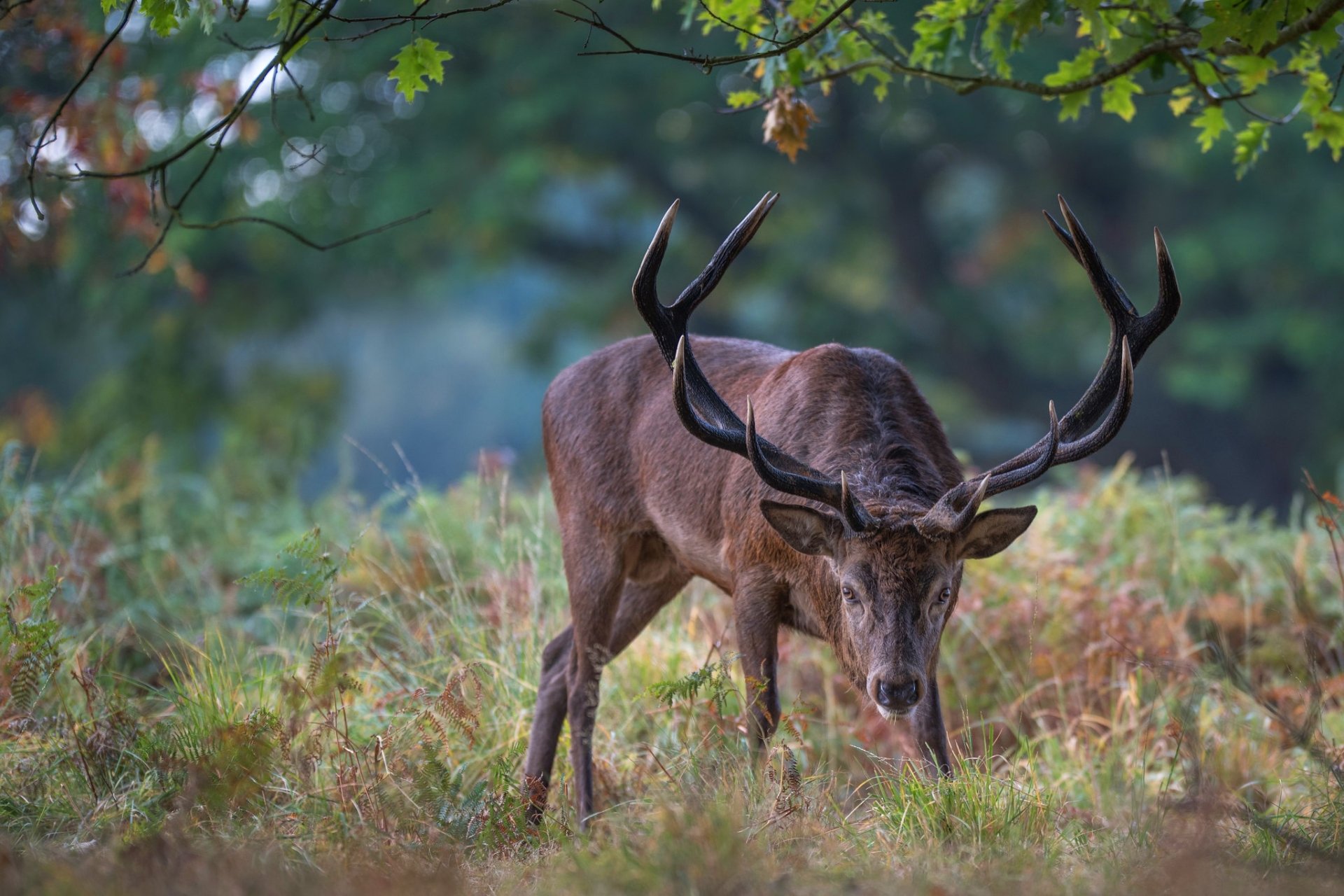 Majestic Woodland Stag — HD Deer Wallpaper | 2048x1365 | Wallpaper Abyss