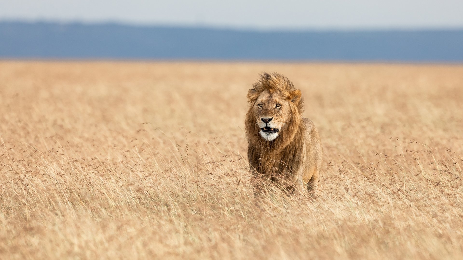 Majestic Lion in Sharp Focus | 4K Ultra HD Depth of Field Wallpaper