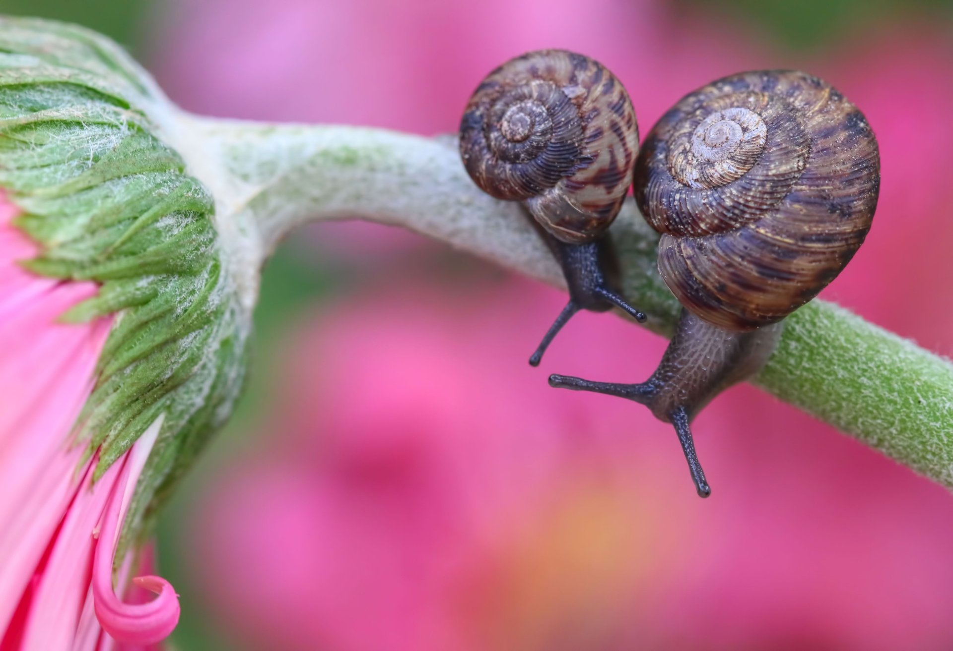 Animal Snail 4k Ultra HD Wallpaper