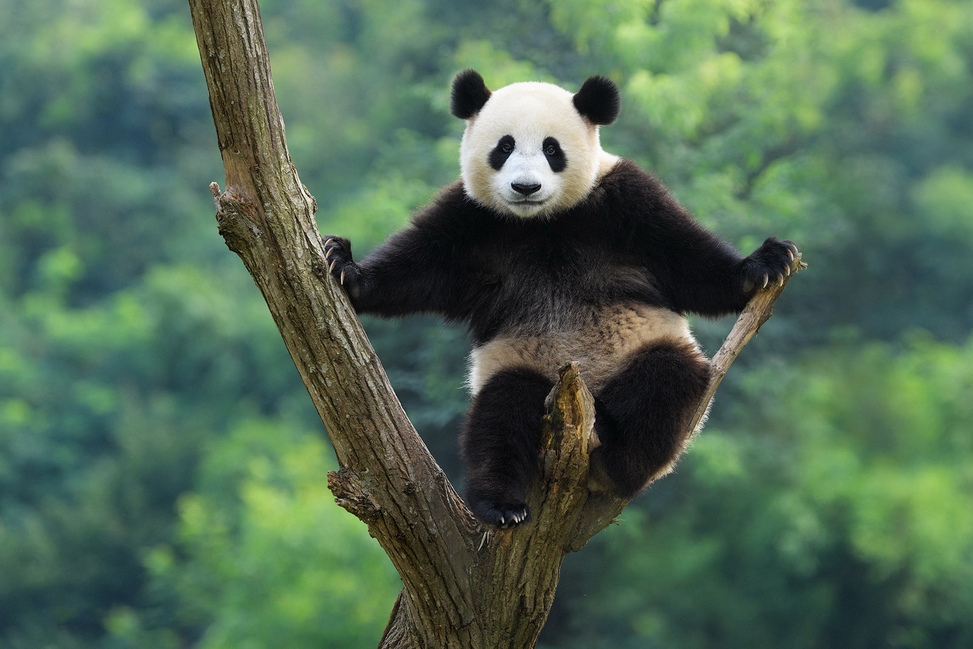 Download Animal Panda HD Wallpaper
