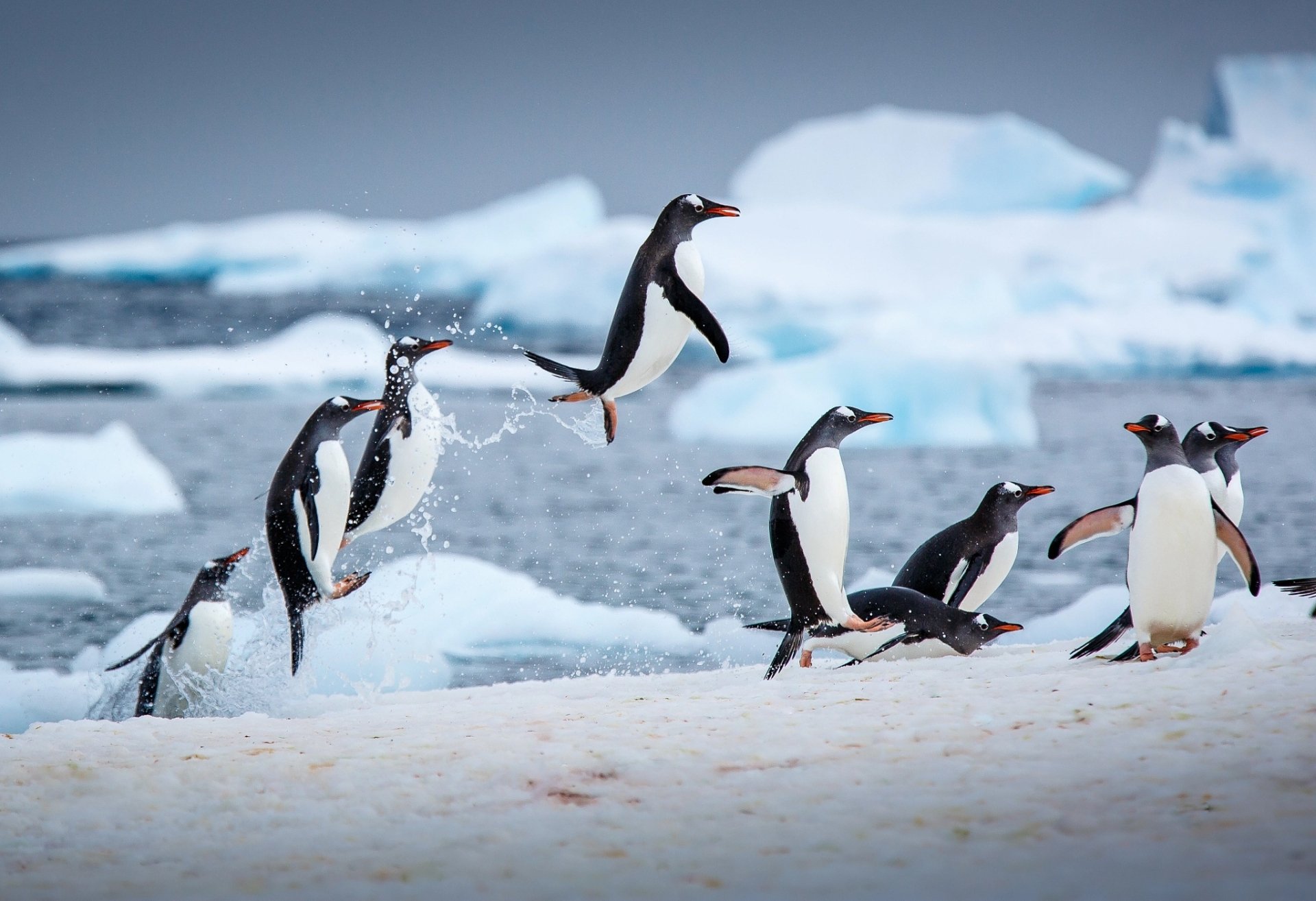 Majestic Penguins in Action: Stunning HD Wildlife Wallpaper
