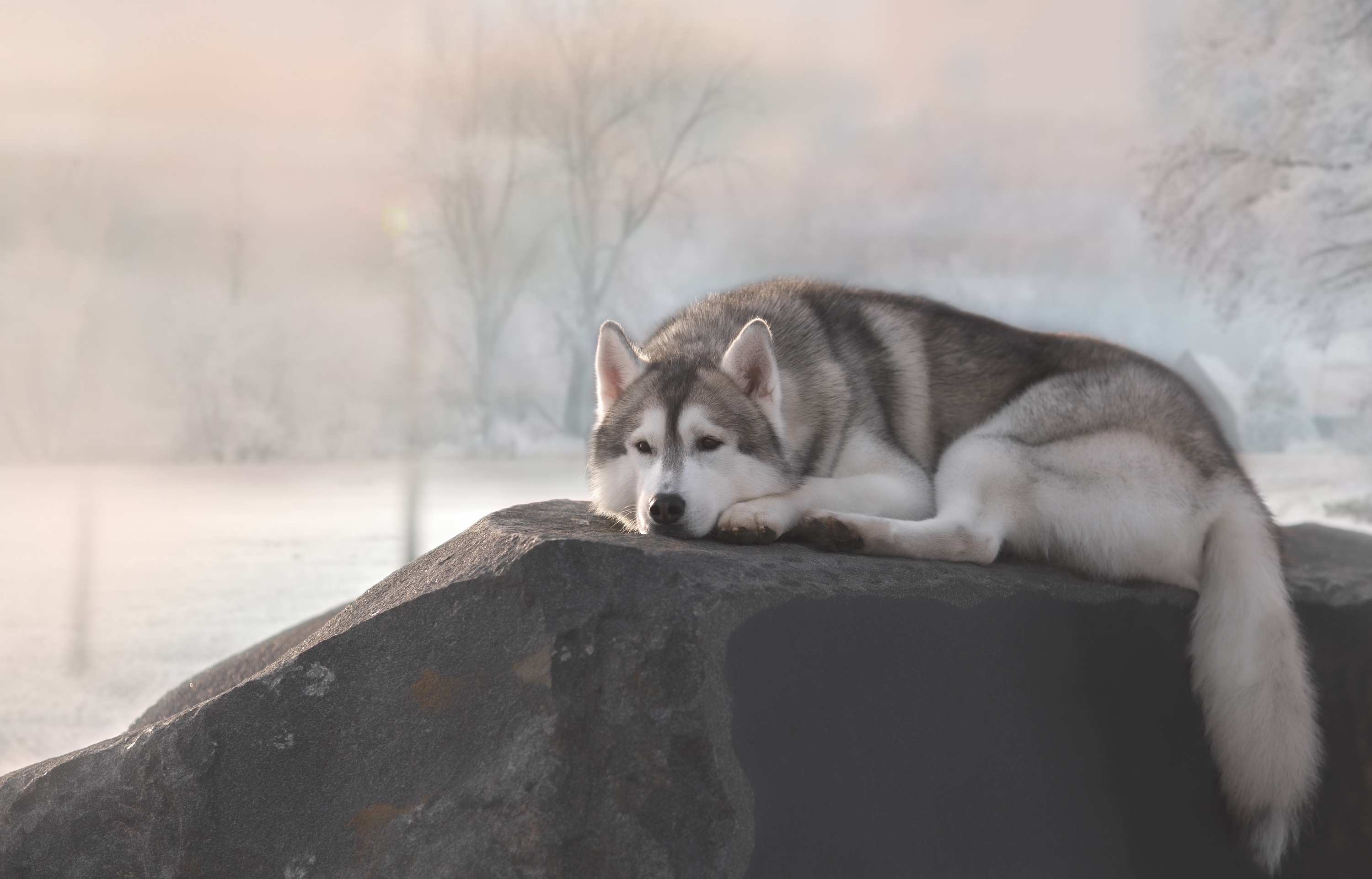 Majestic Husky Resting | HD Animal Wallpaper