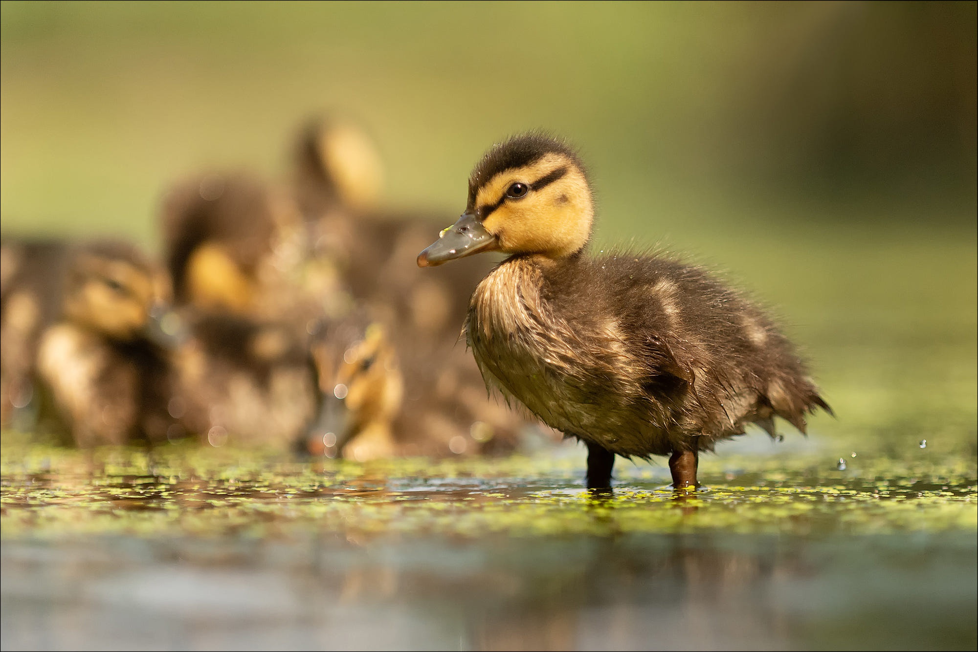 Download Baby Animal Duckling Bird Animal Duck HD Wallpaper