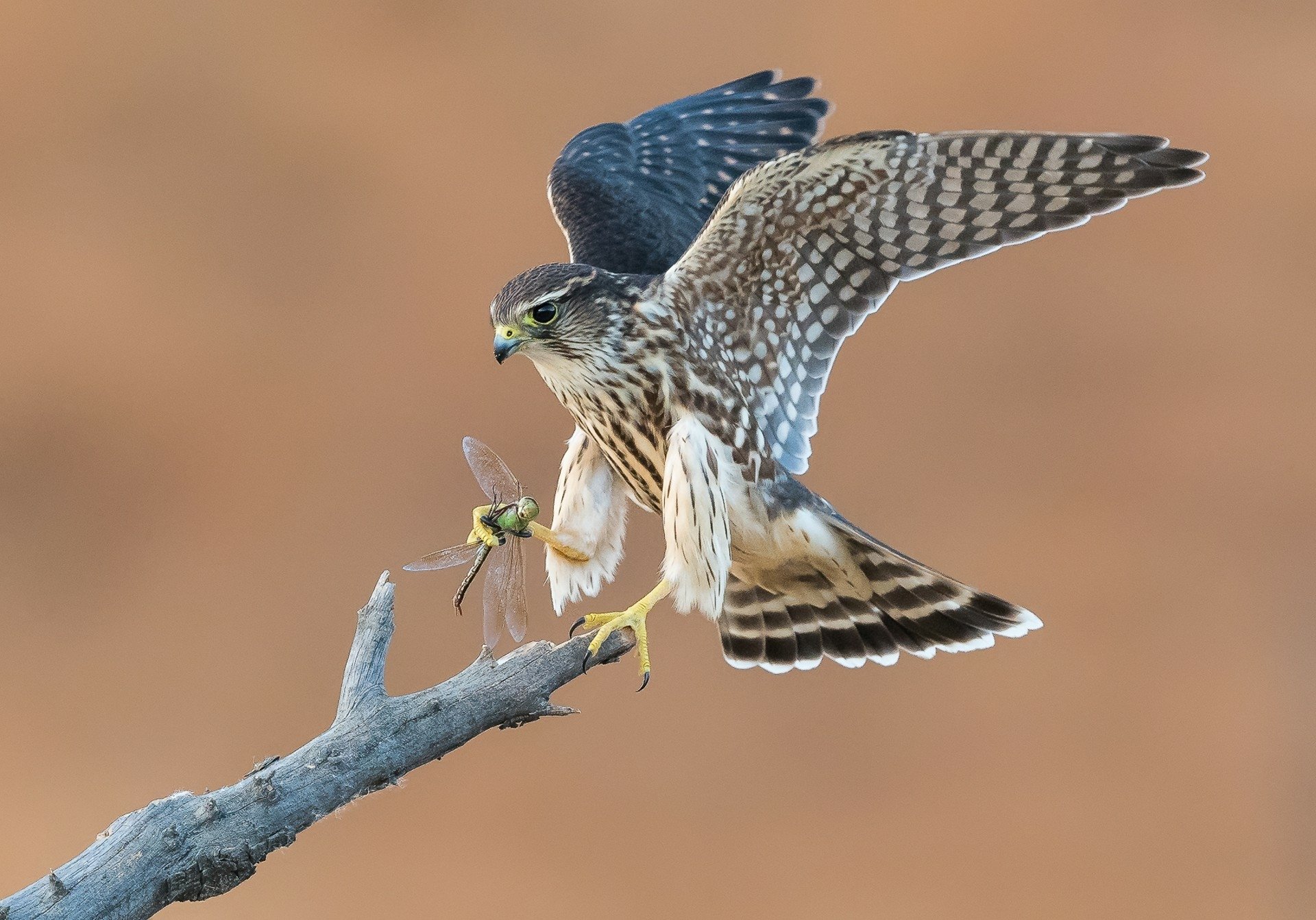 Majestic Hawk in Flight HD Wallpaper: Nature's Precision Hunter by ...