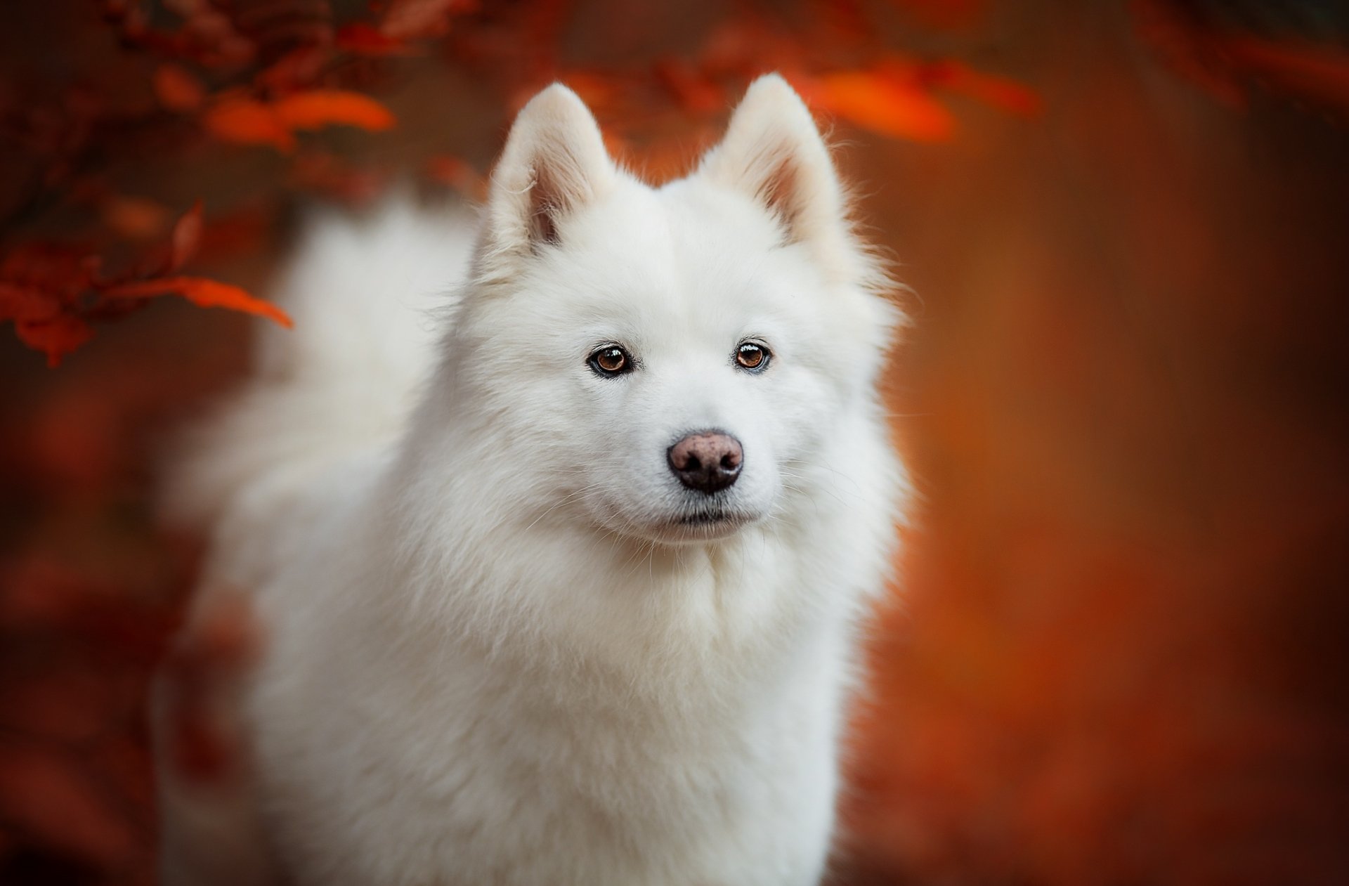 Download Dog Animal Samoyed HD Wallpaper