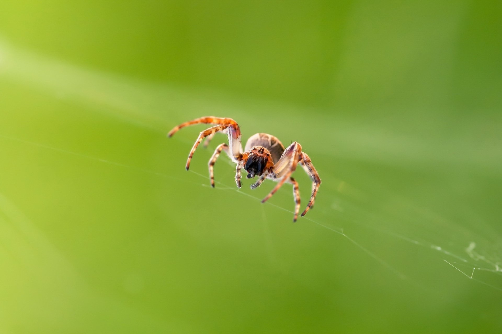 Download Spider Animal HD Wallpaper