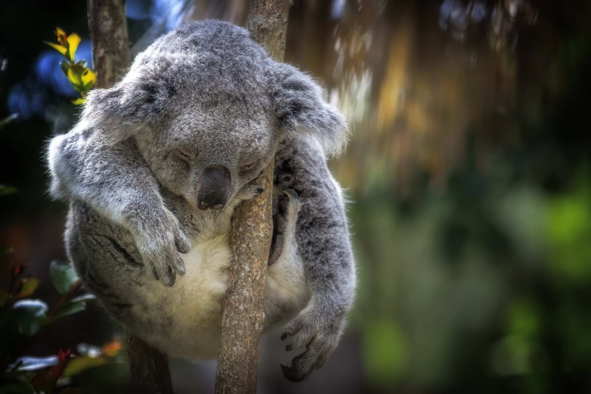 Download Animal Koala HD Wallpaper | 2048x1365 | Wallpaper Abyss