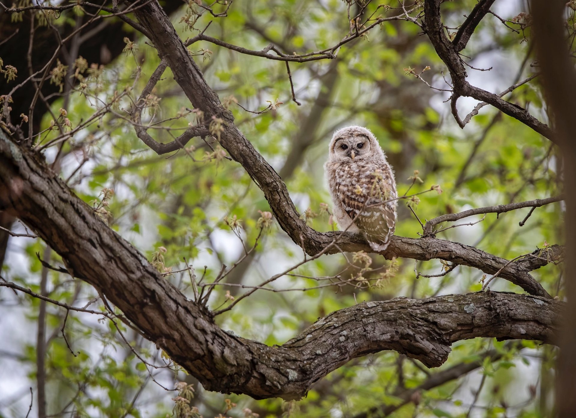 Download Bird Branch Animal Owl HD Wallpaper
