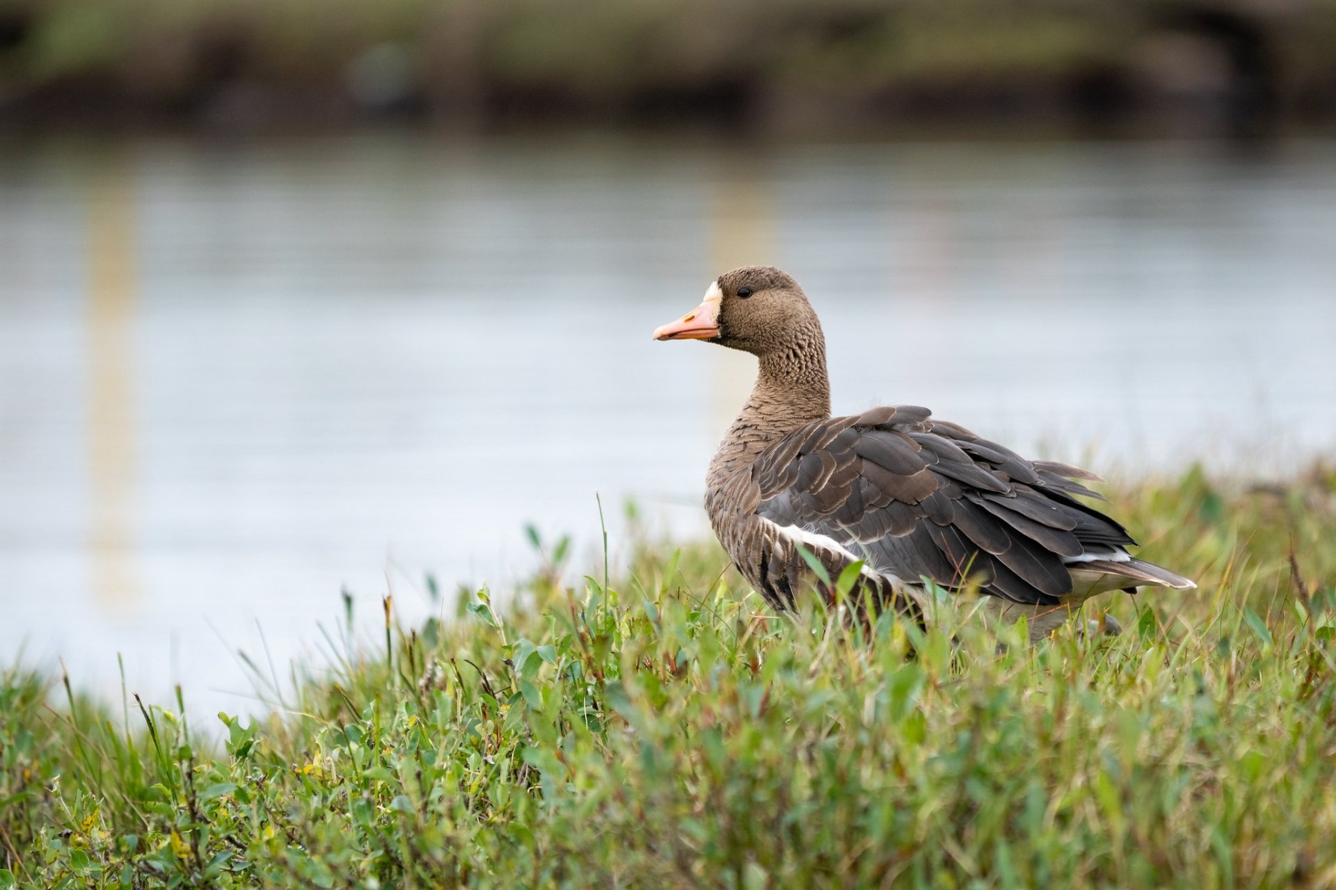 Download Bird Animal Goose HD Wallpaper | 2048x1365 | Wallpaper Abyss