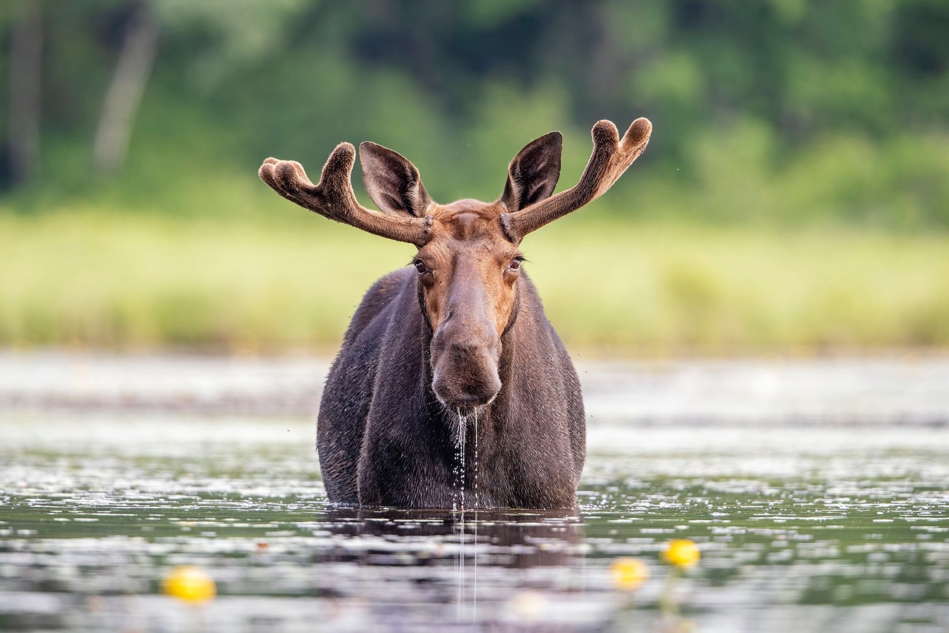 Download Animal Moose HD Wallpaper