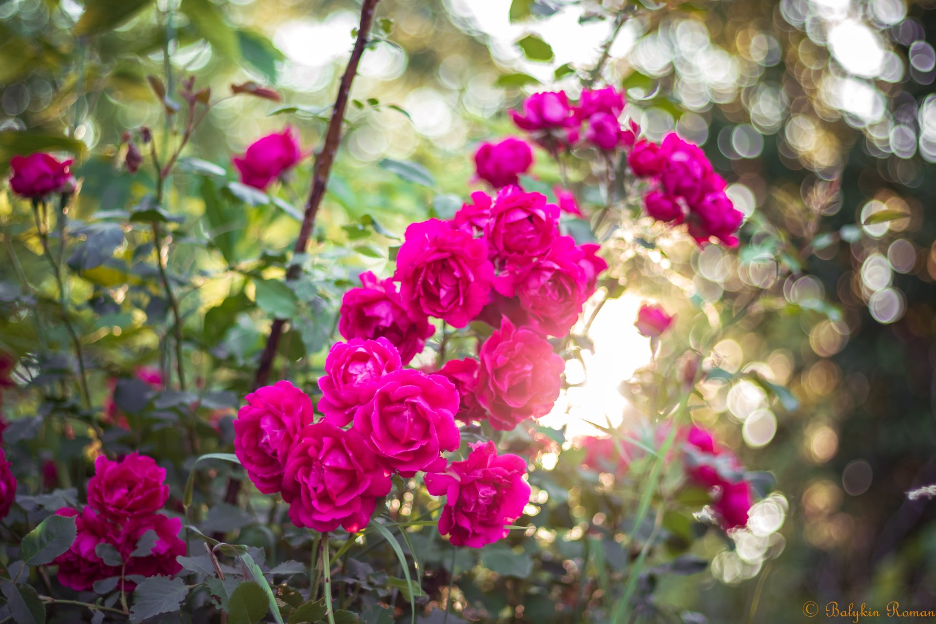 Download Nature Rose Bush 4k Ultra HD Wallpaper by Vergilius