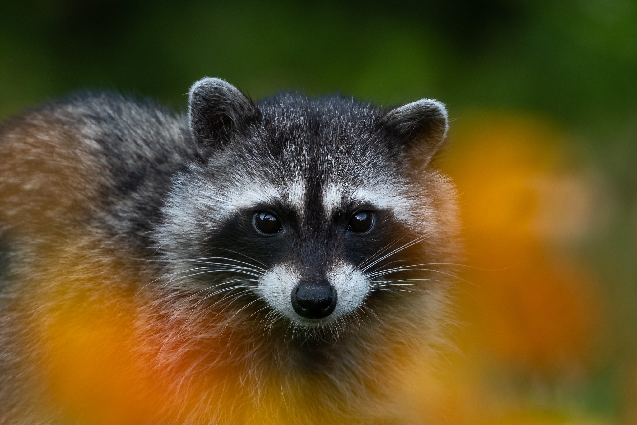 Download Stare Animal Raccoon HD Wallpaper