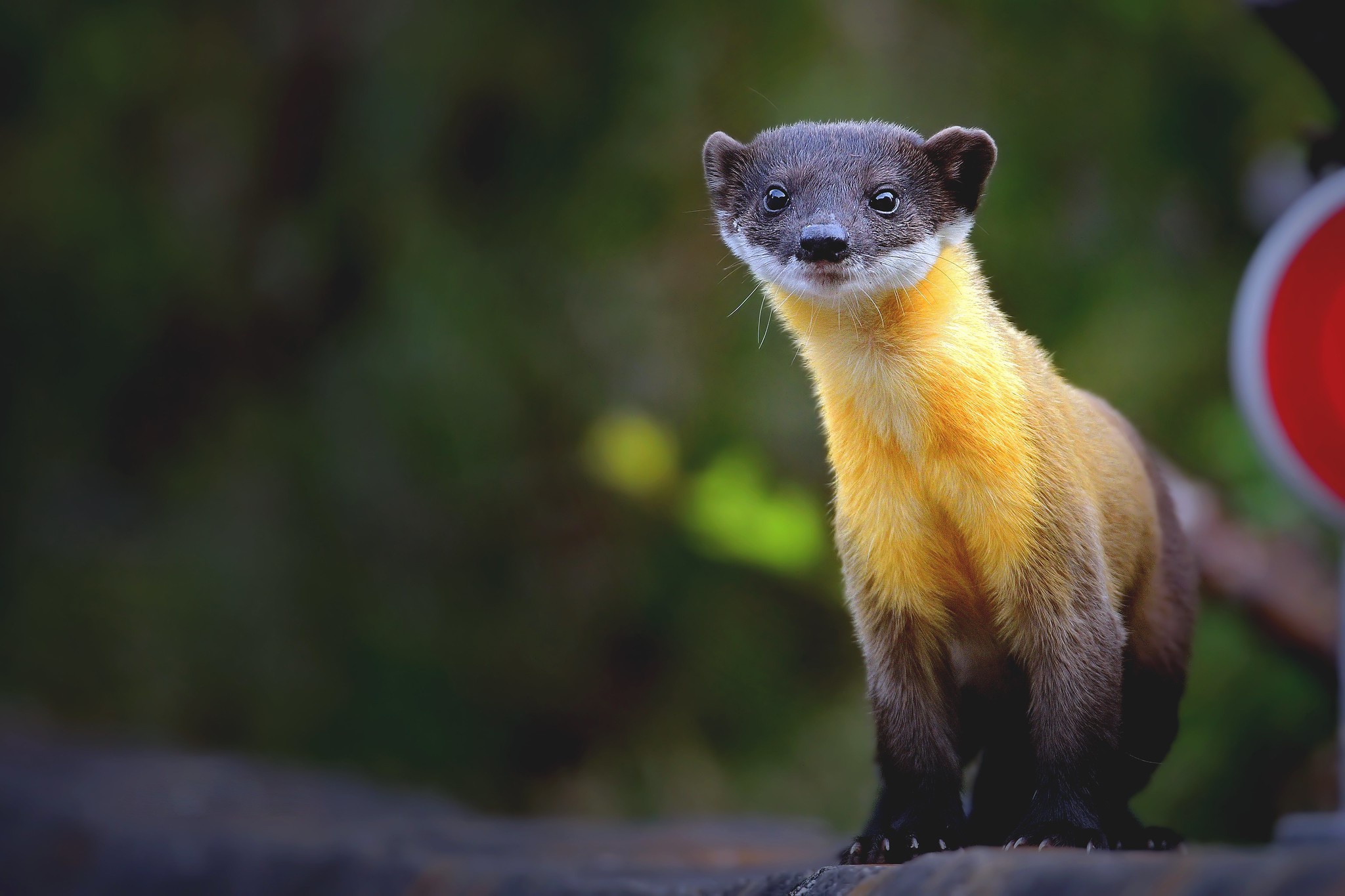 Download Animal Marten HD Wallpaper