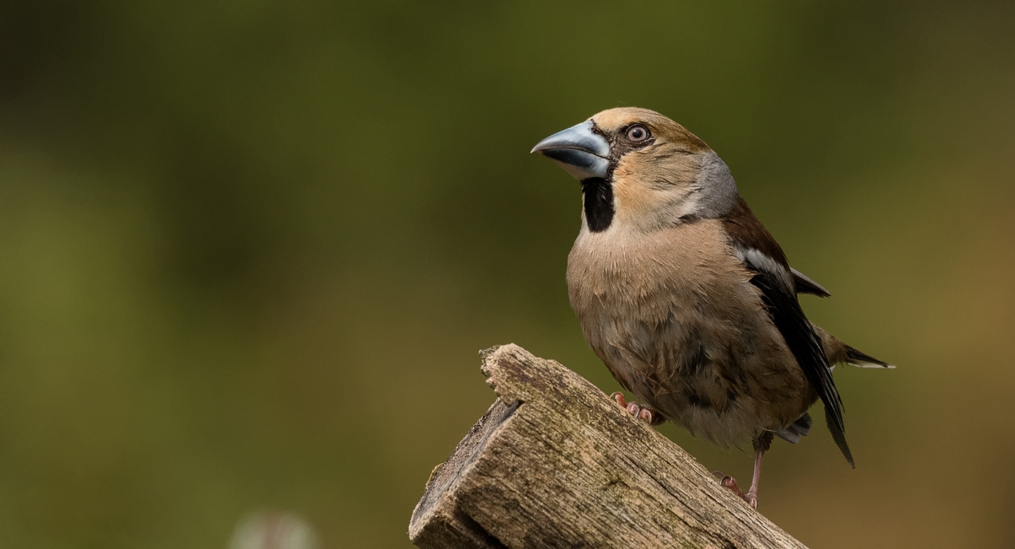 Hawfinch HD Wallpaper