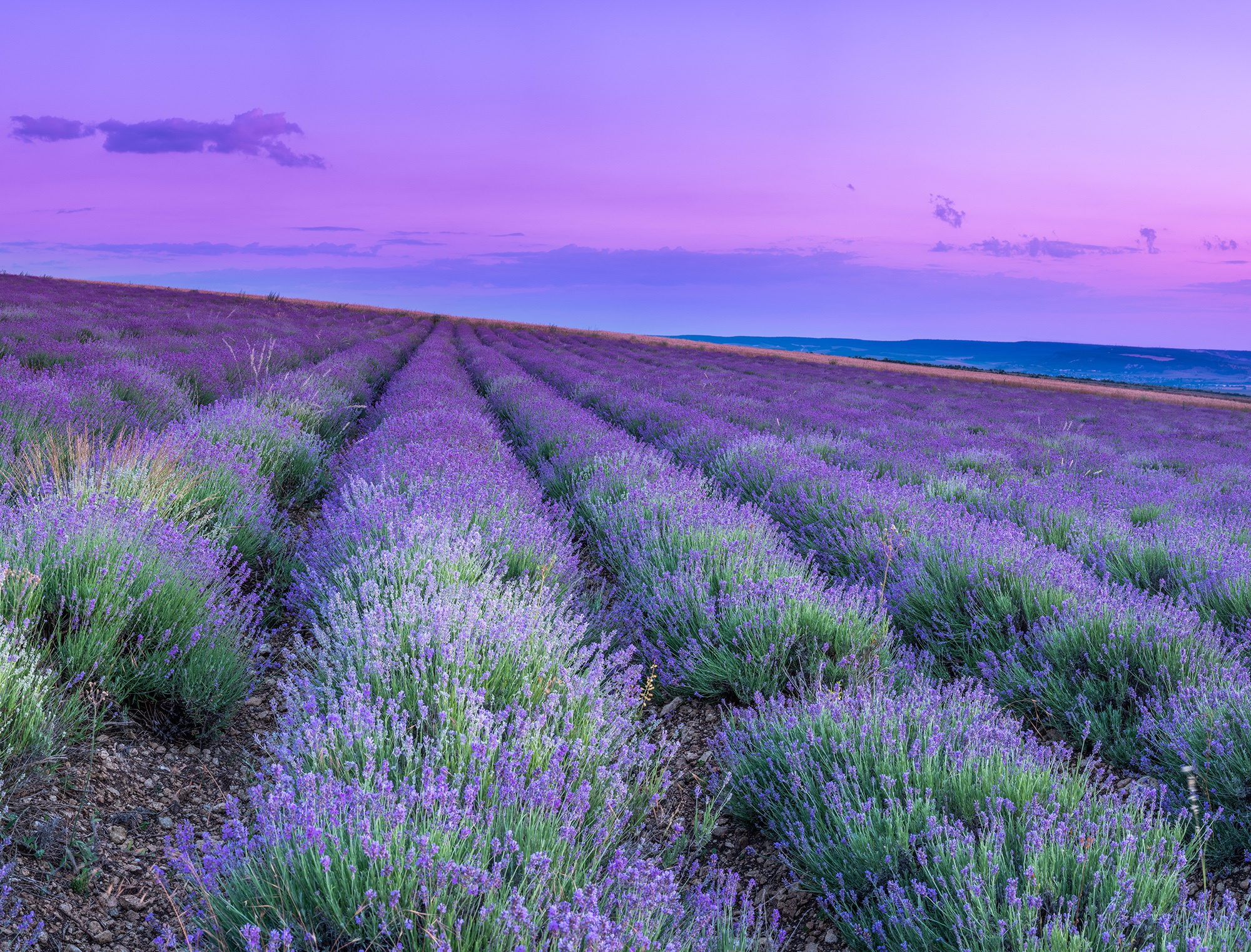 Download Purple Flower Nature Landscape Field Lavender HD Wallpaper