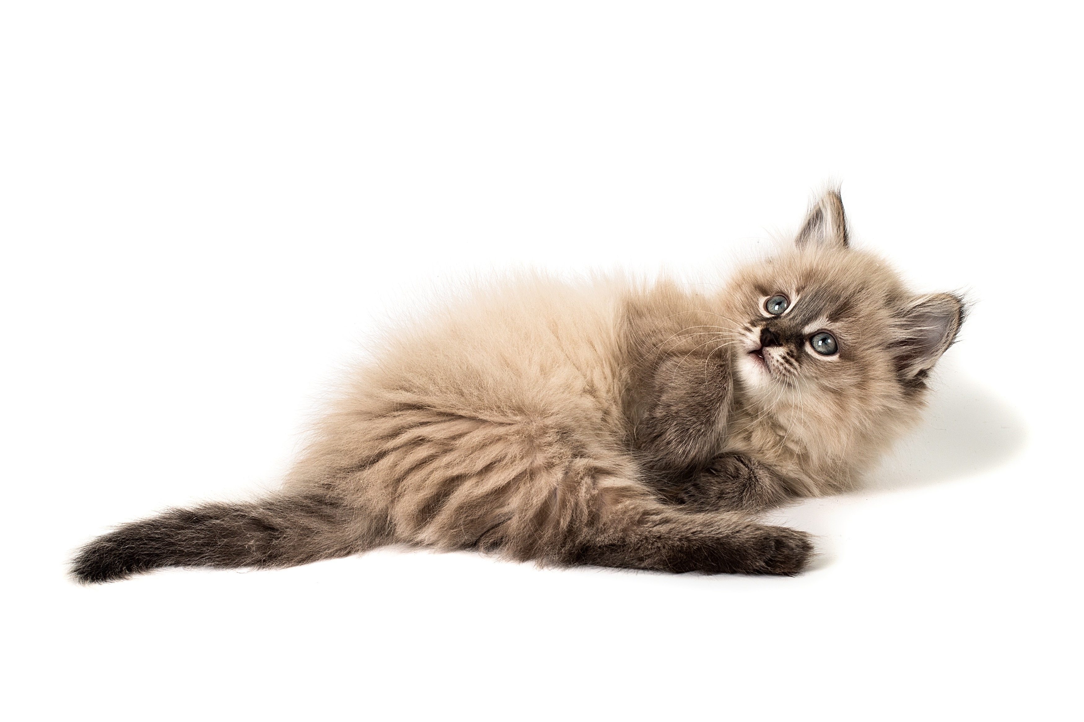Download Animal Cat HD Wallpaper