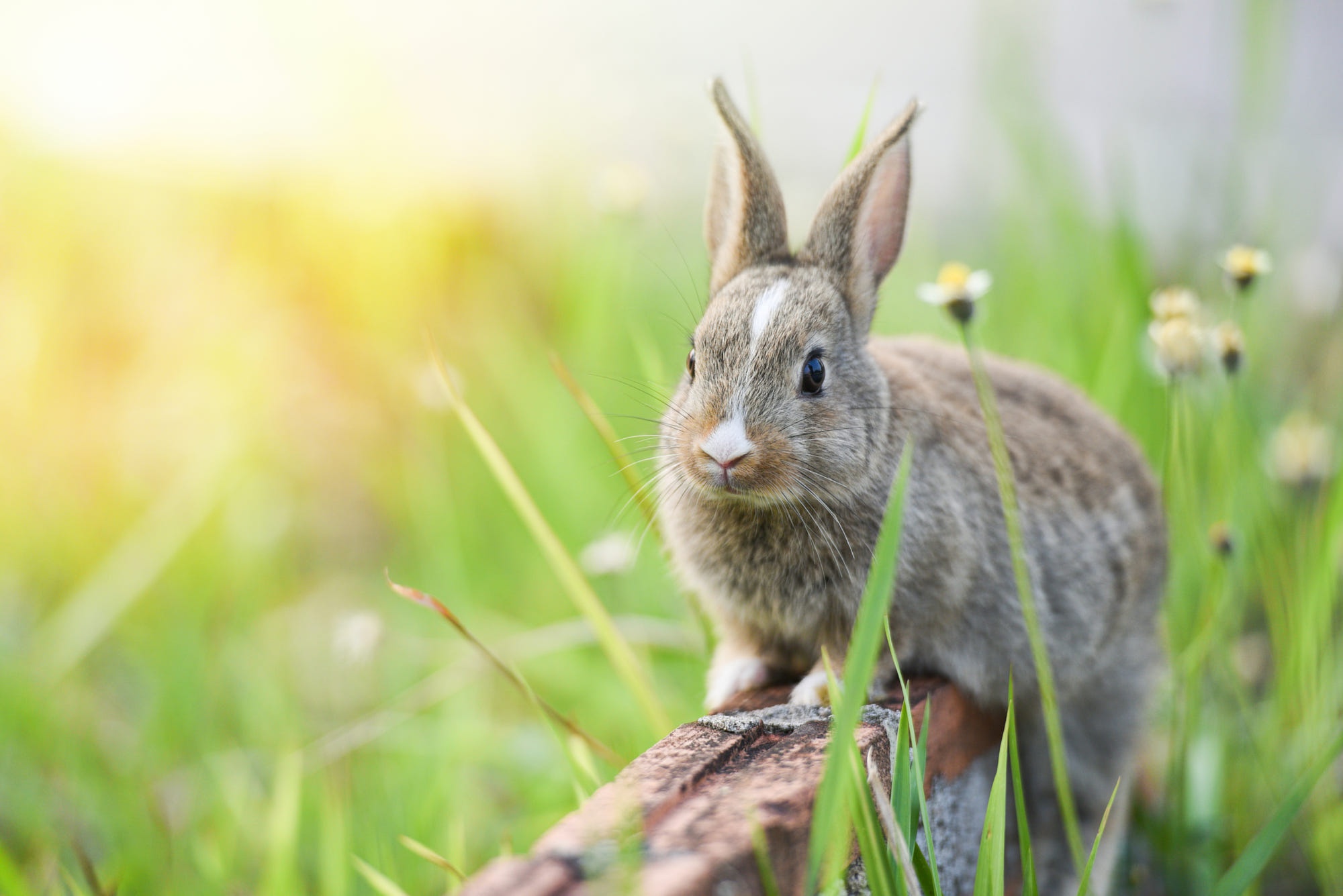 Download Animal Rabbit HD Wallpaper