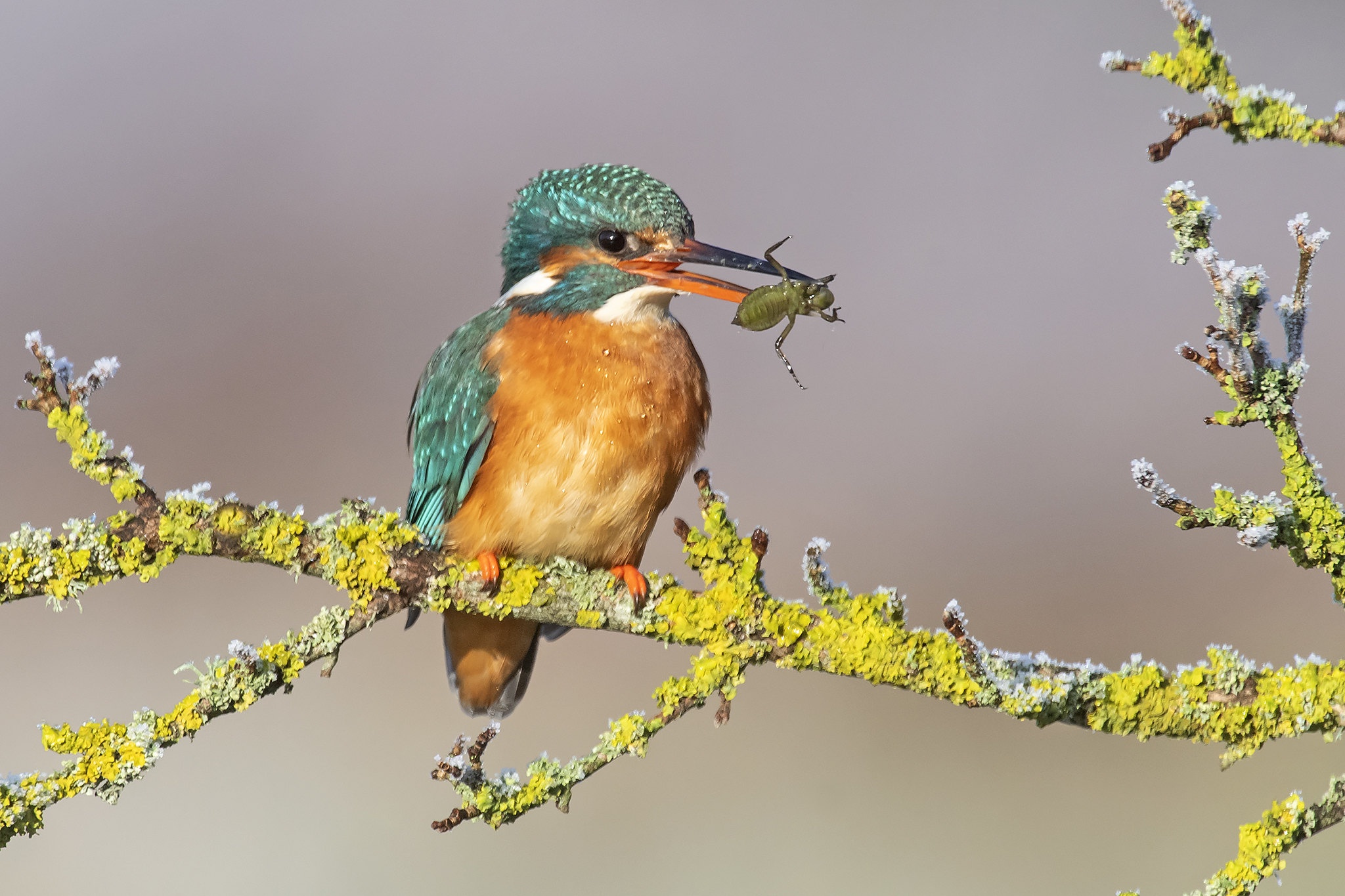 Common (Eurasian) (Small Blue) Kingfisher - alcedo atthis