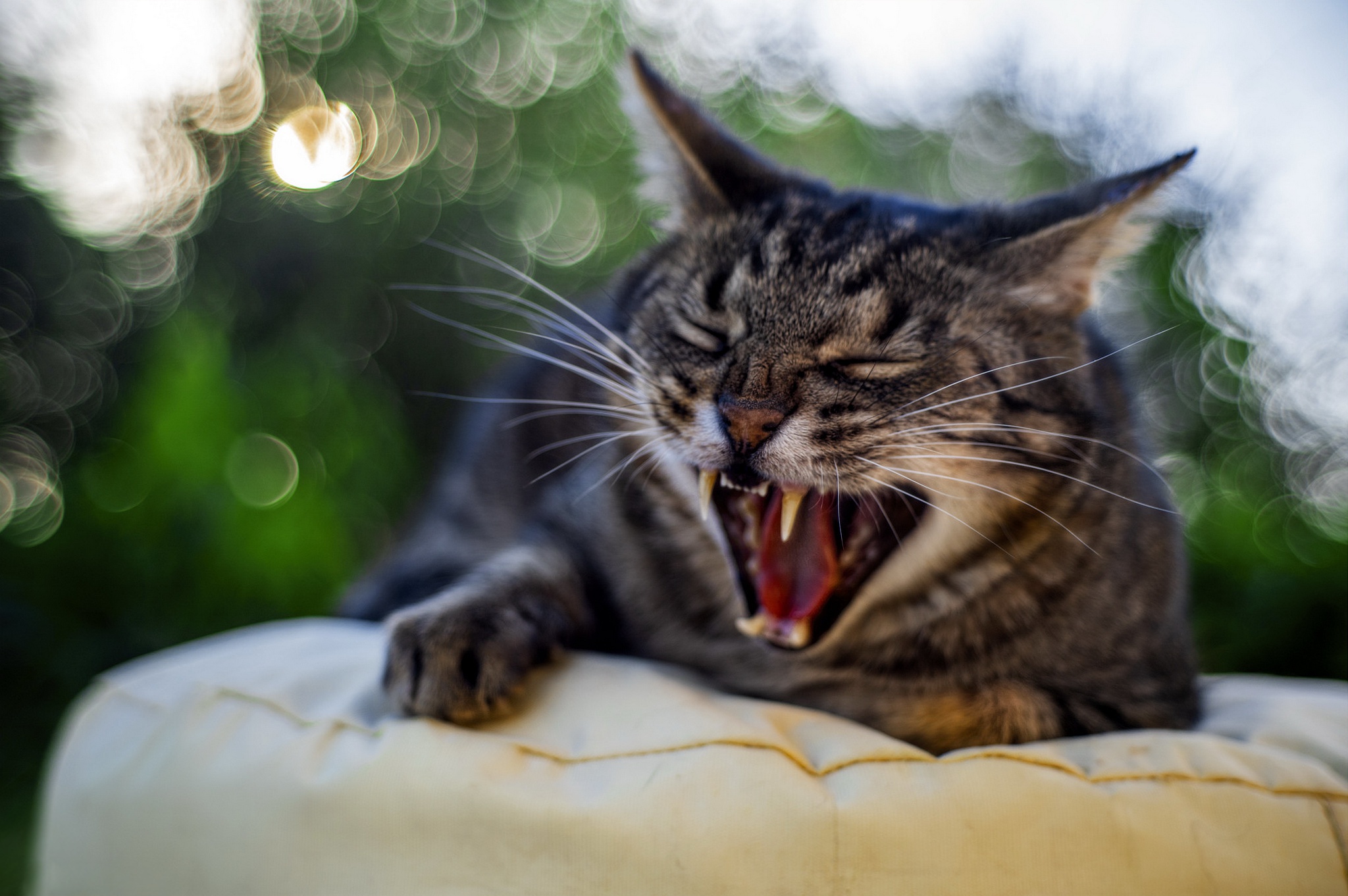 Download Bokeh Animal Cat HD Wallpaper