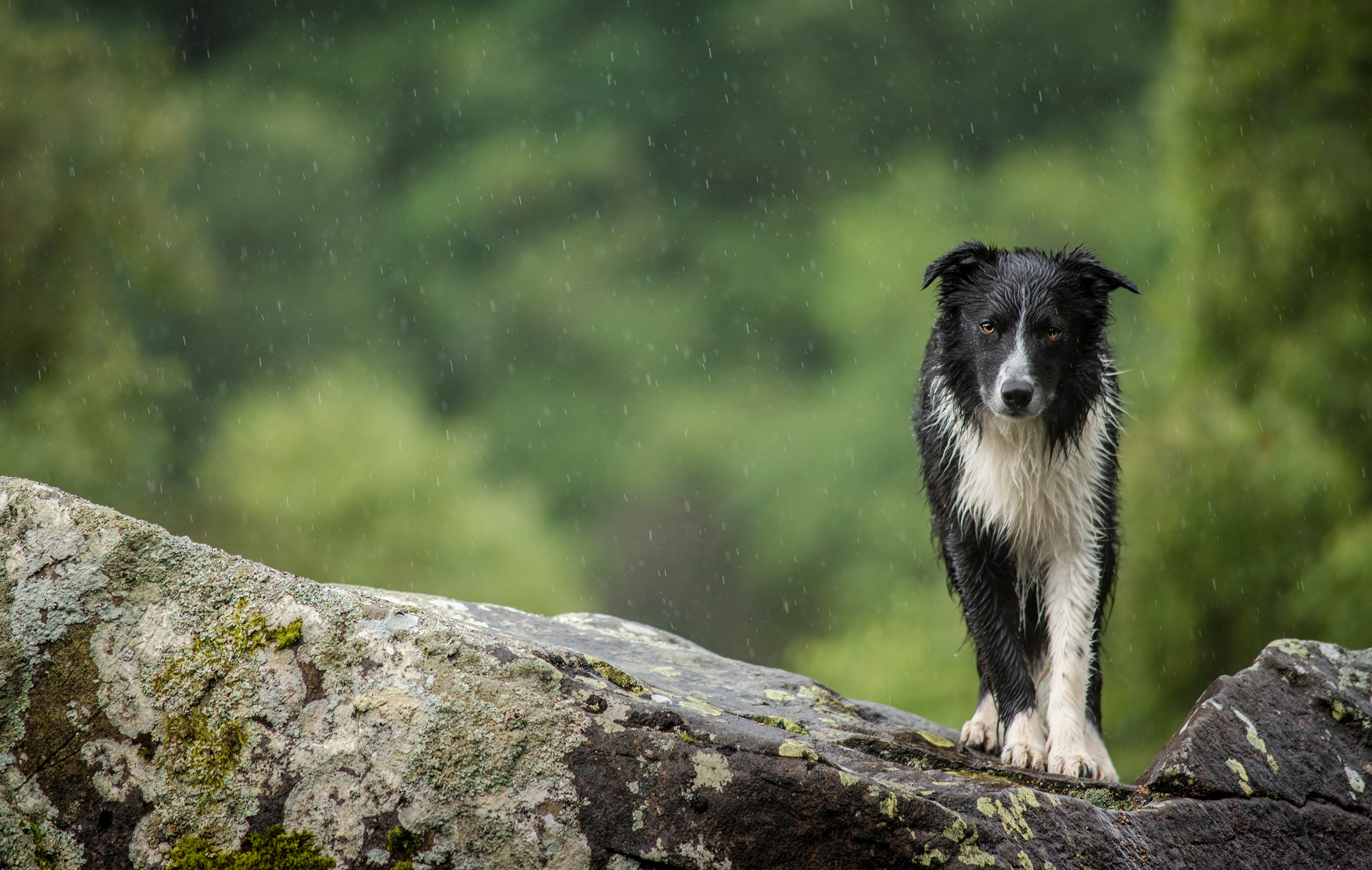 Download Dog Rain Animal Border Collie HD Wallpaper