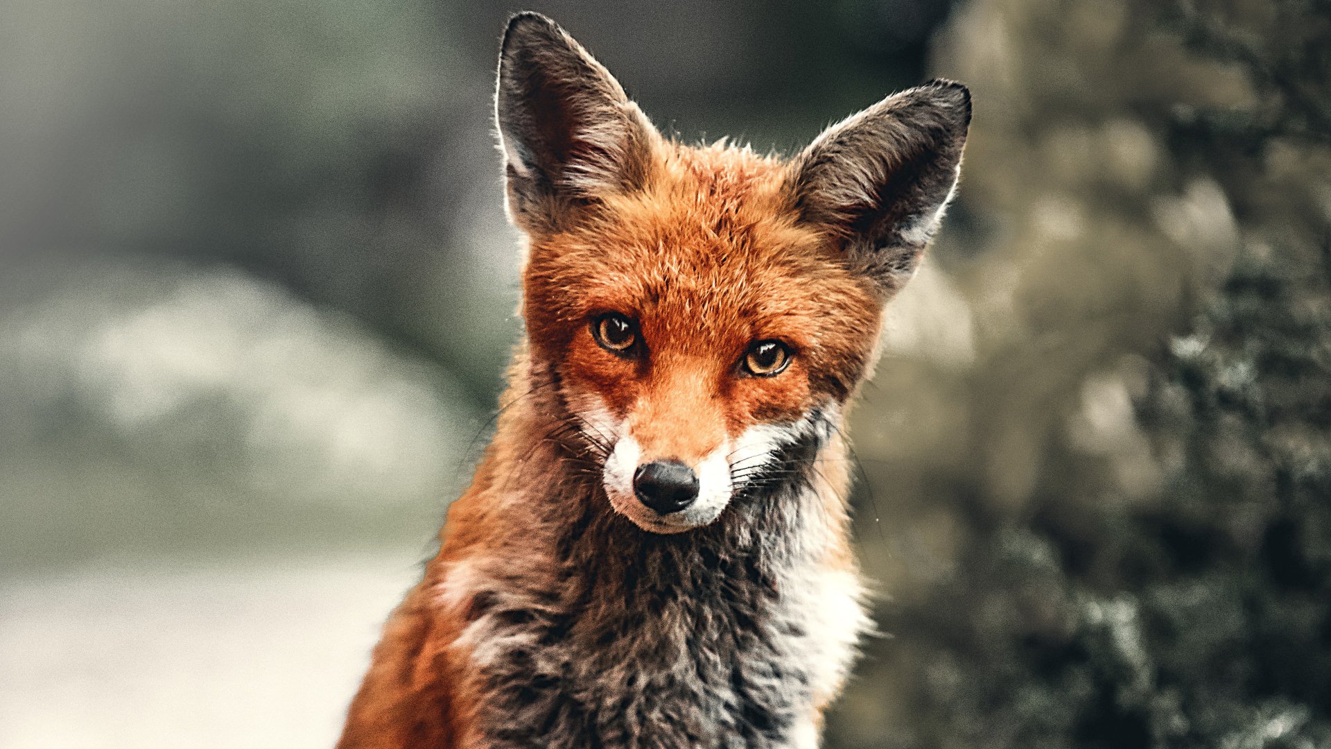 Download Animal Fox 4k Ultra HD Wallpaper by Alex Andrew
