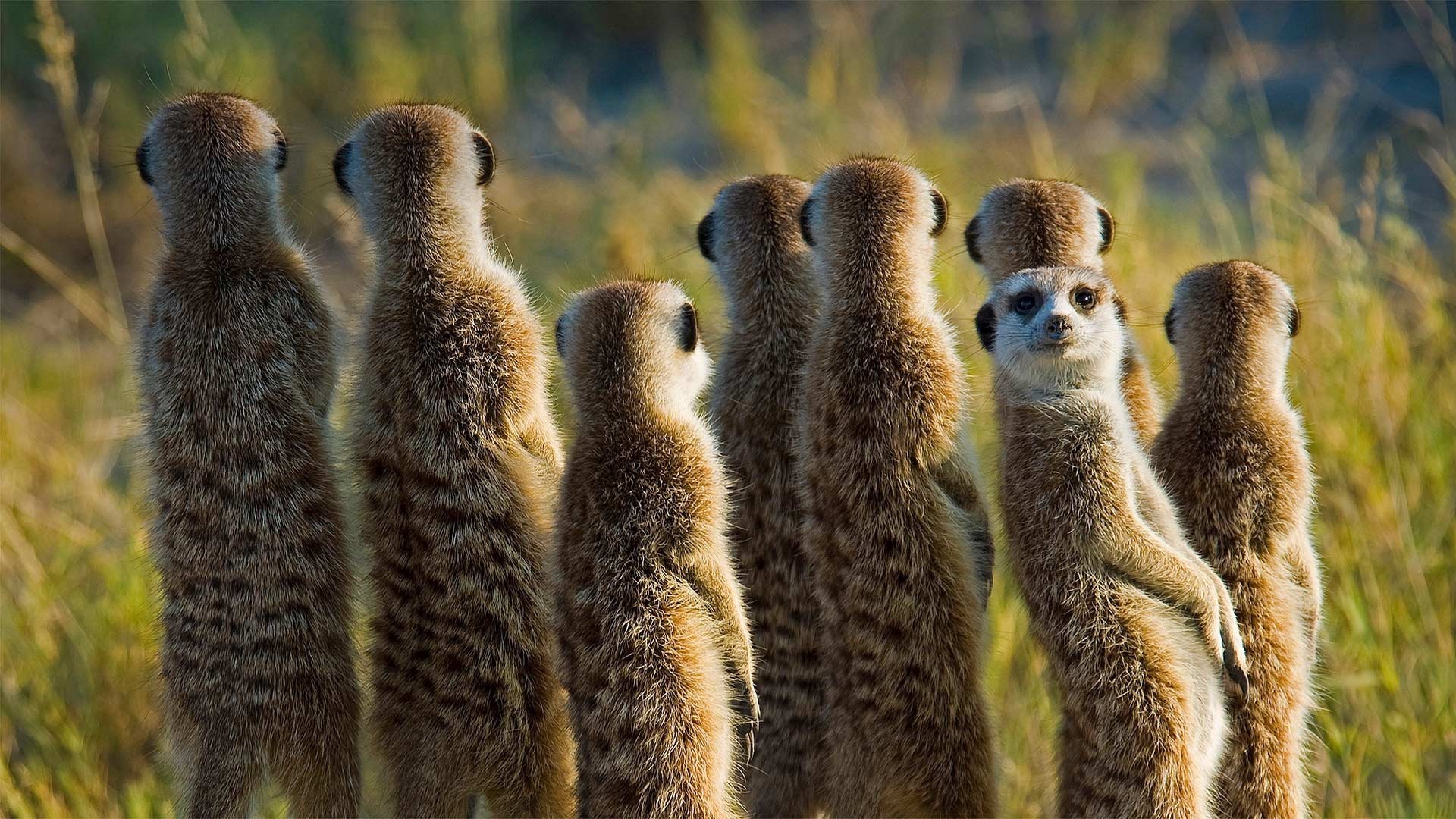Download Animal Meerkat HD Wallpaper