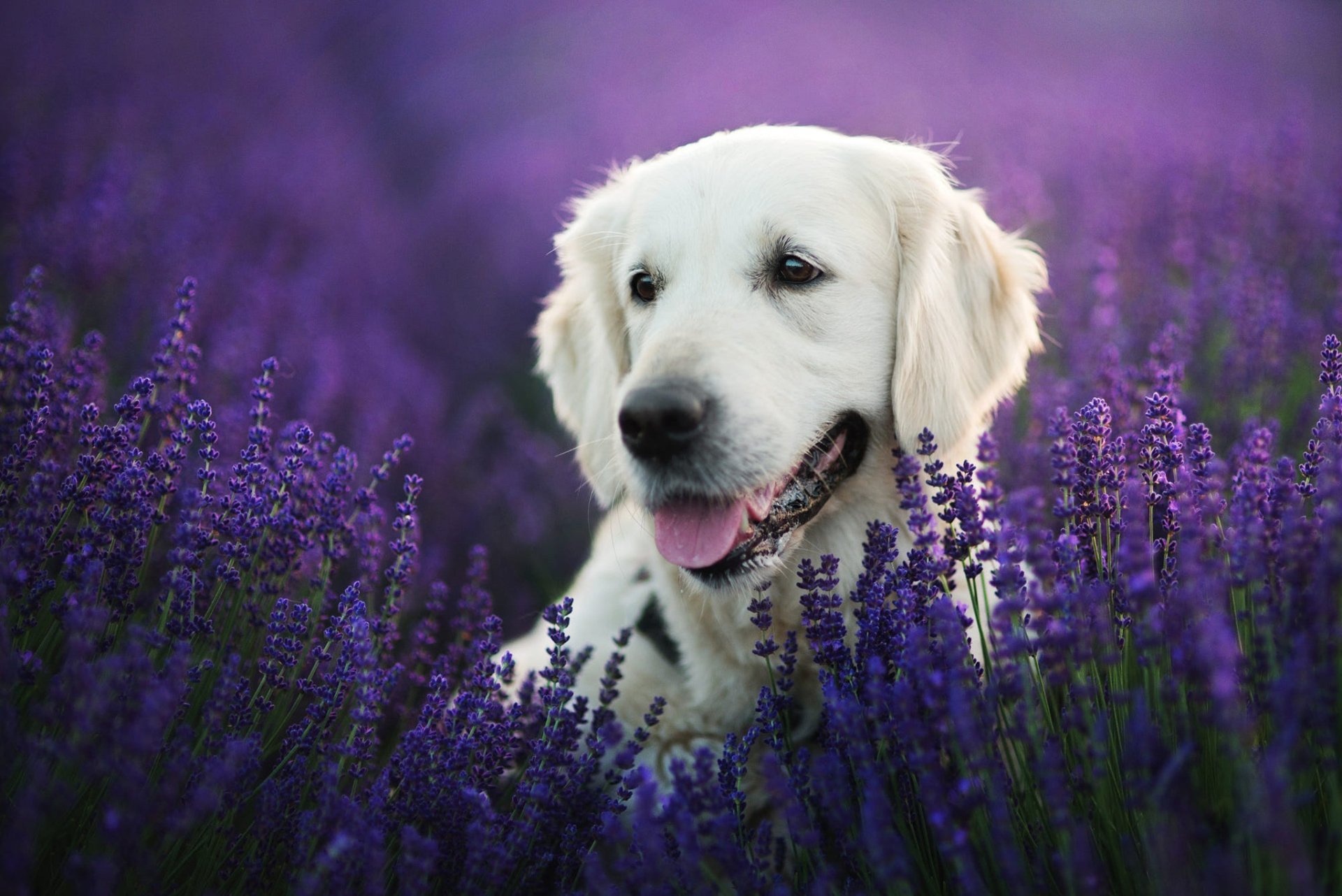 Download Purple Flower Lavender Dog Animal Labrador Retriever HD Wallpaper