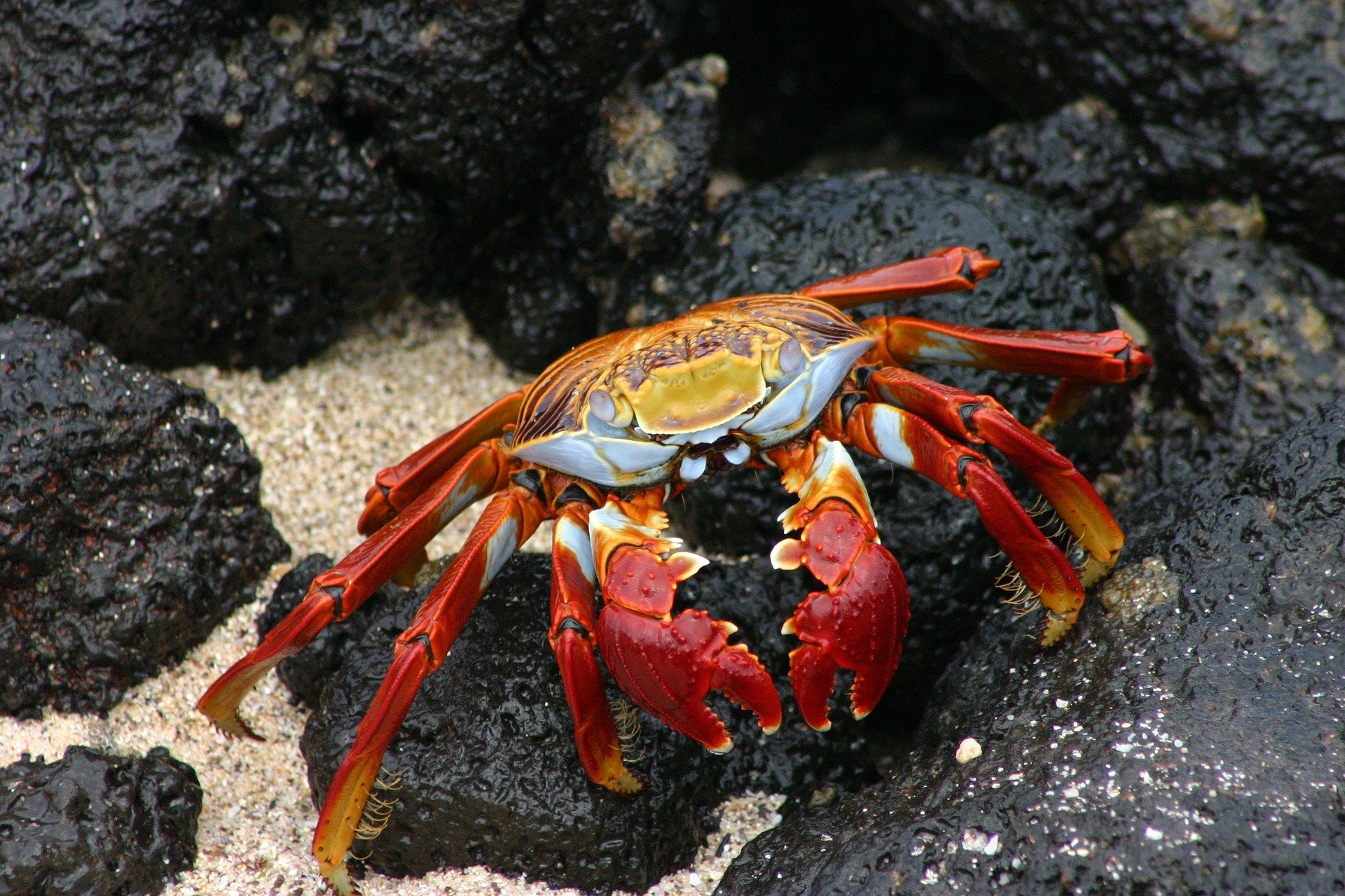 Download Crustacean Animal Crab HD Wallpaper by u_1xqqrtu2